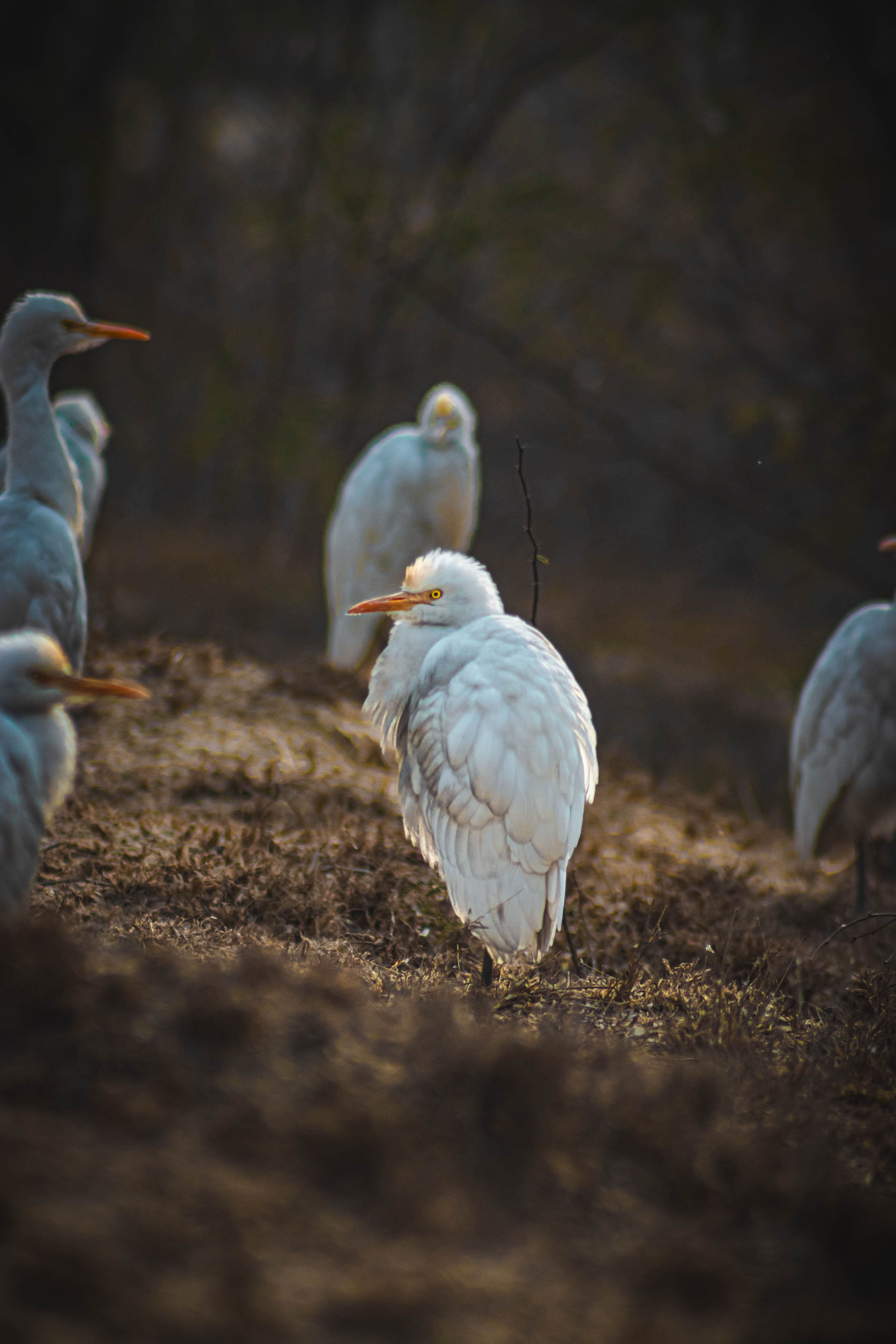 Boskap Egret Photos, Download The BEST Free Boskap Egret Stock Photos ...