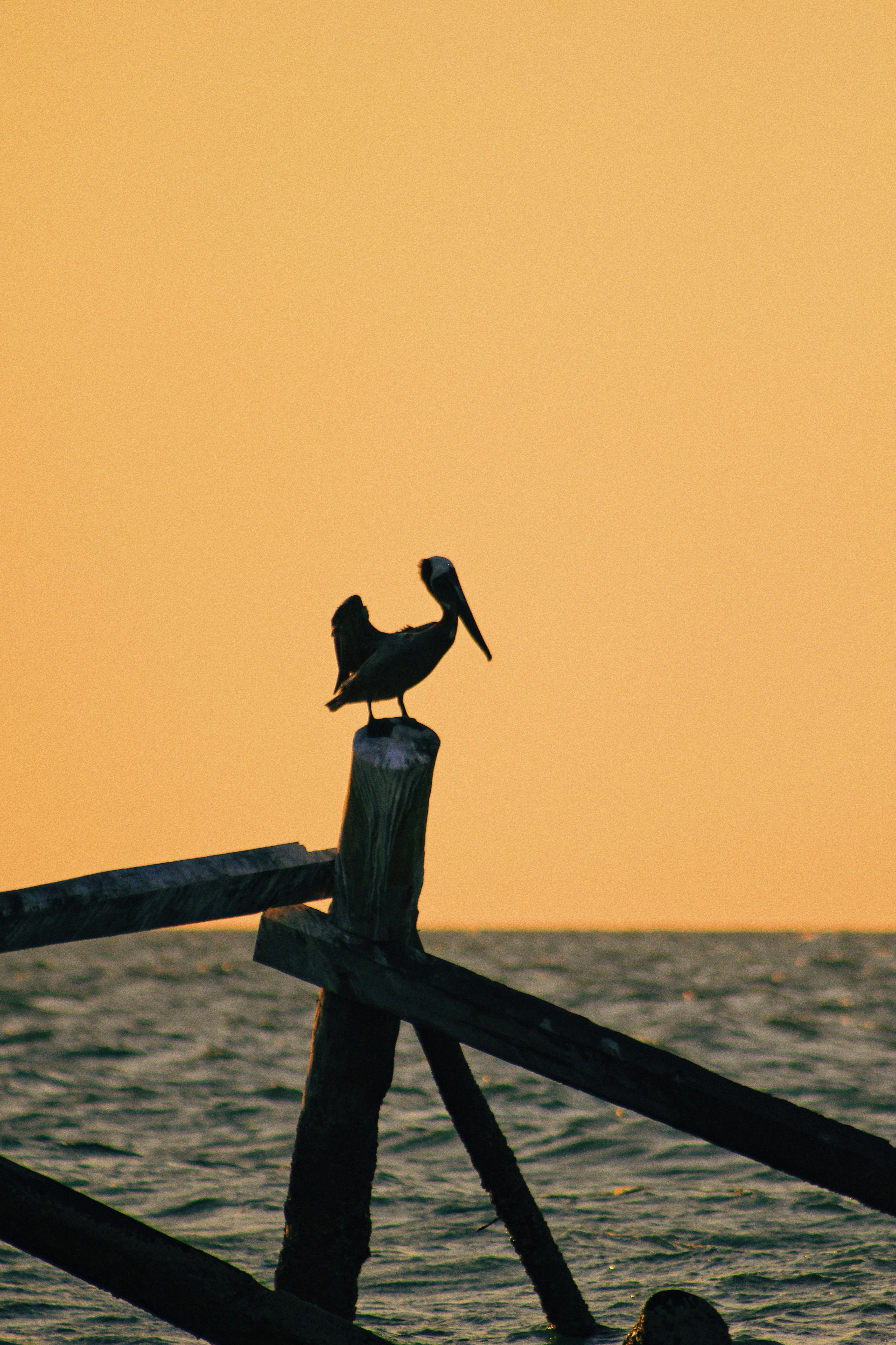 Pelican Bite Photos, Download The BEST Free Pelican Bite Stock Photos ...