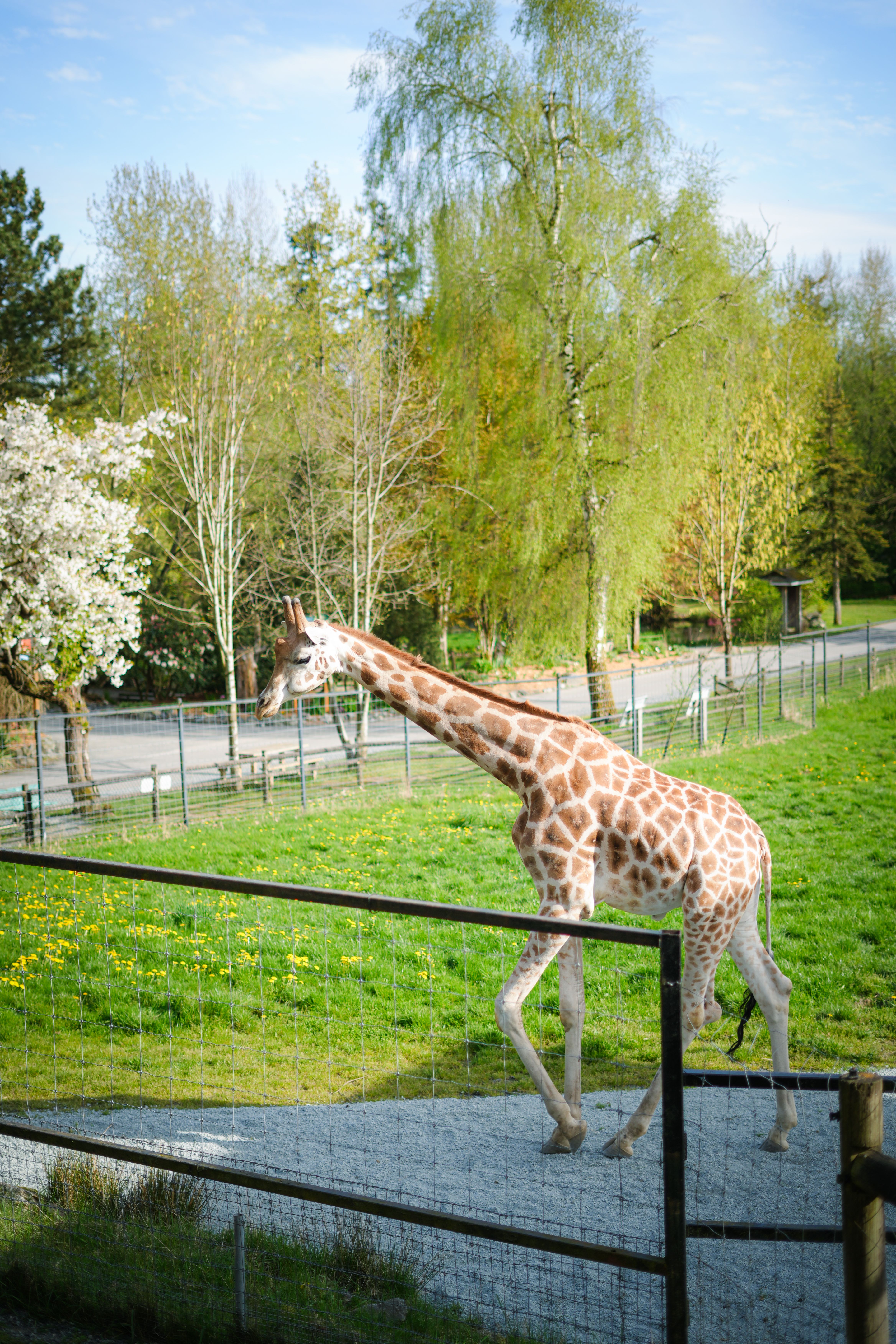 Giraffe Near a Truck · Free Stock Photo