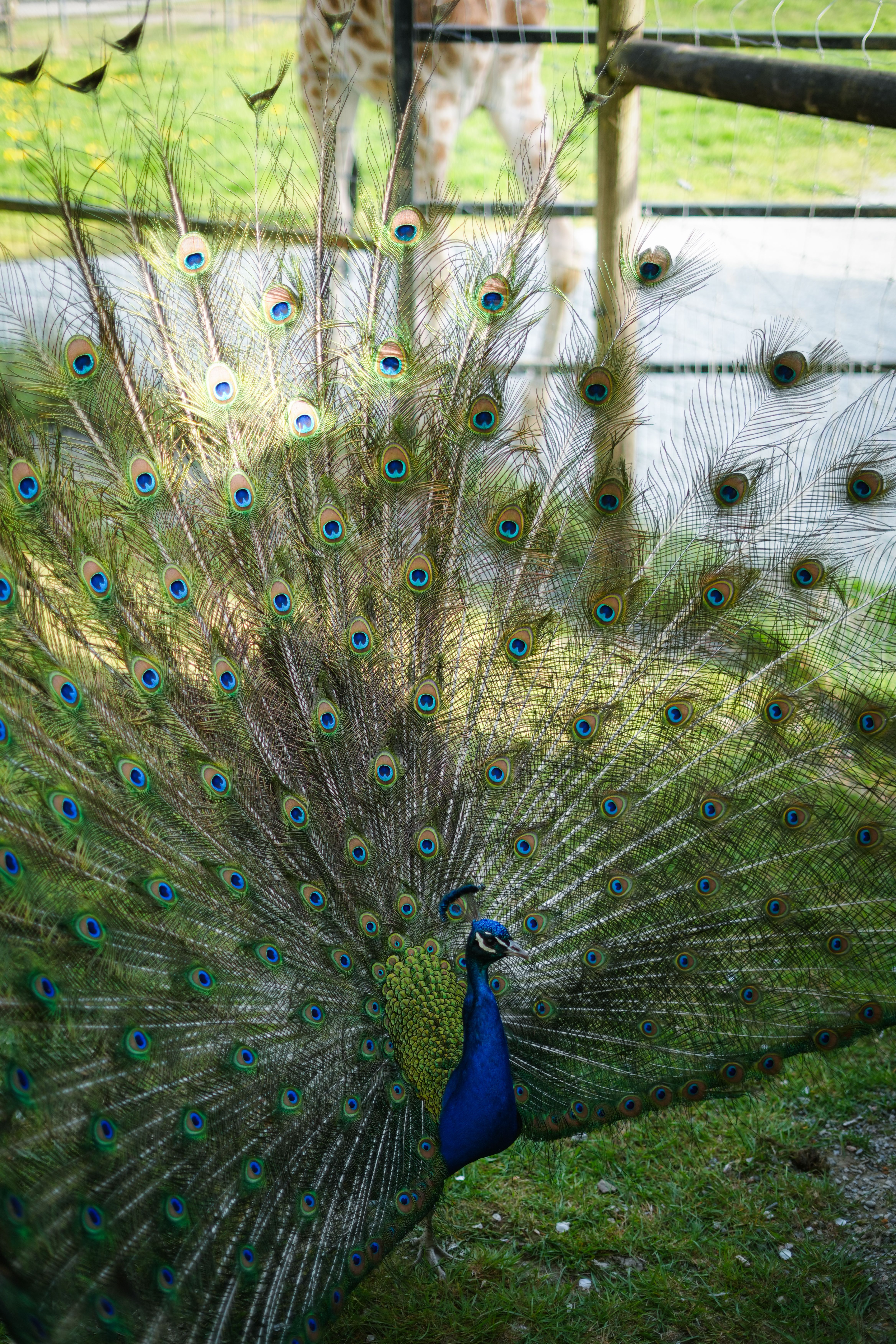 Vibrant Peacock Displaying Its Majestic Feathers · Free Stock Photo