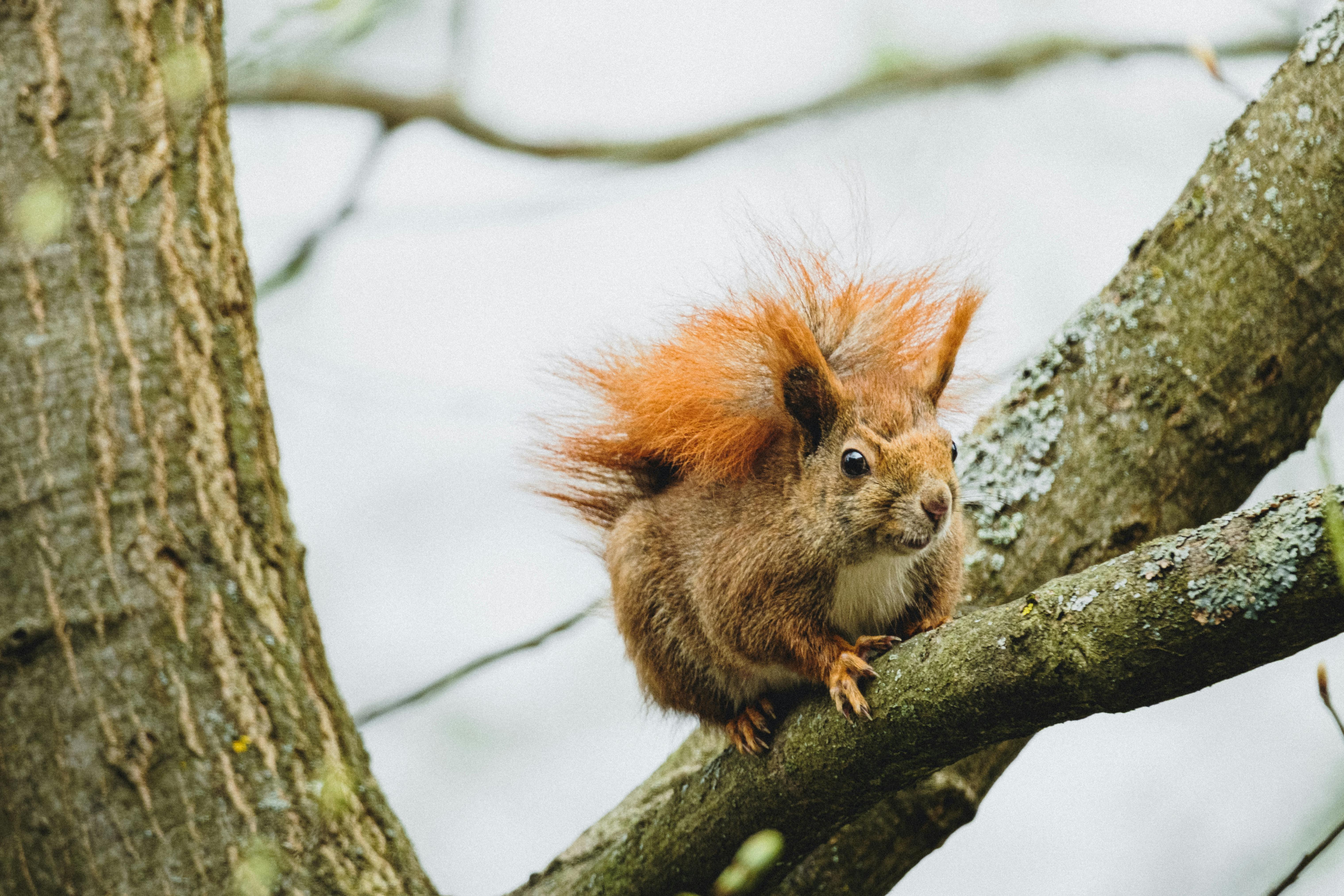 Red Squirrel in Ocypel Forest, Poland · Free Stock Photo