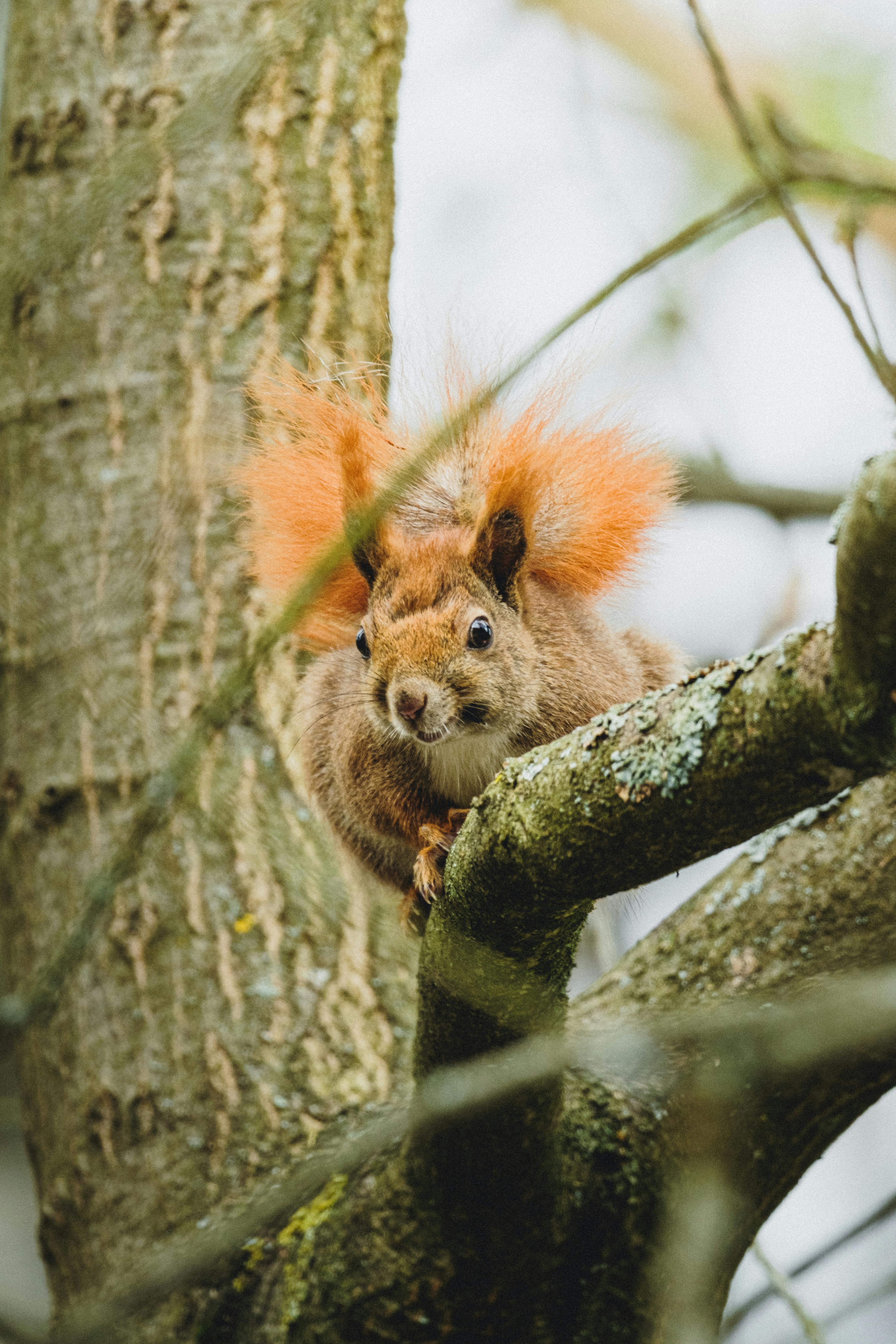 Vibrant Red Squirrel in Polish Forest · Free Stock Photo