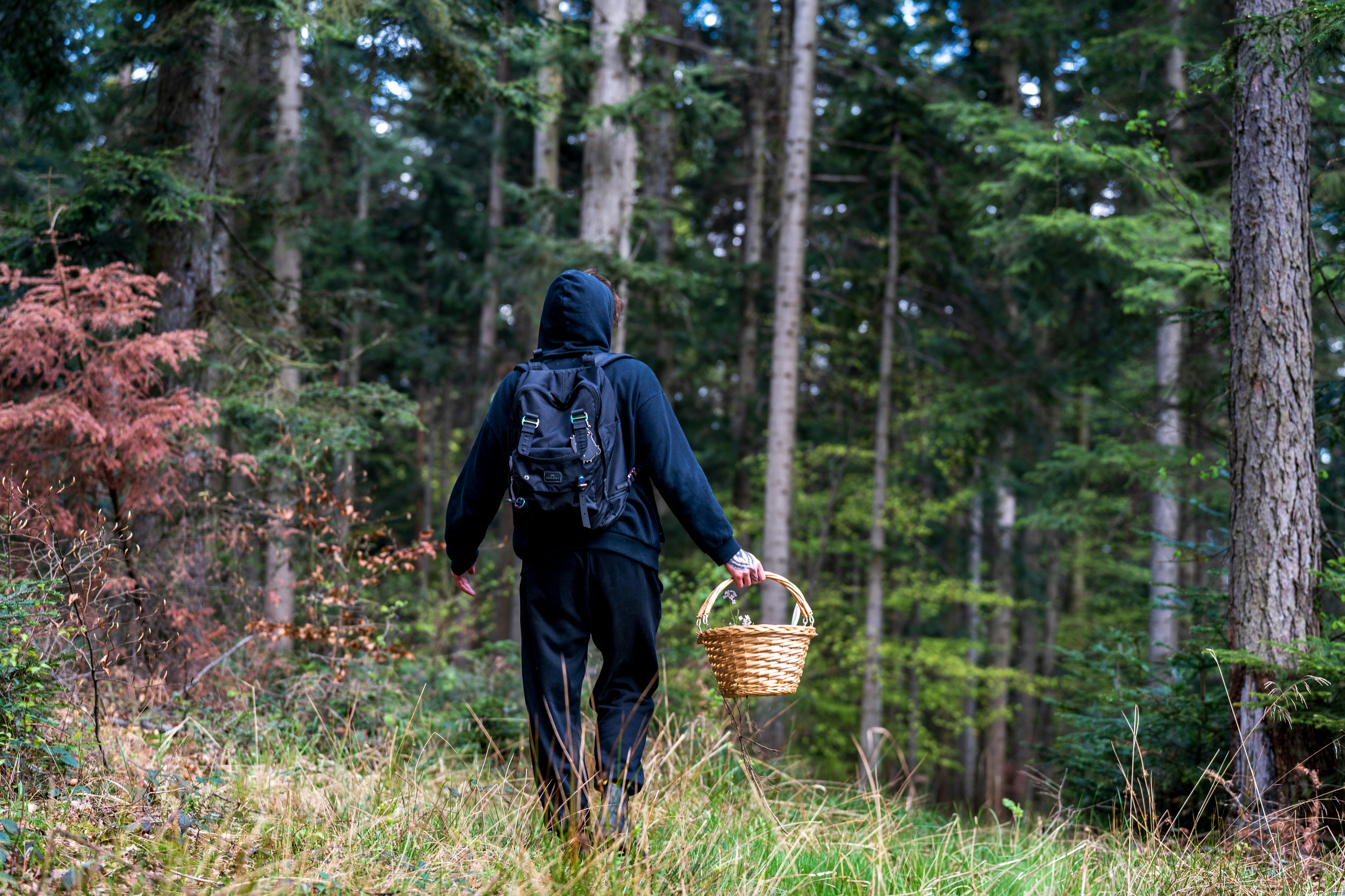 Person foraging with basket in Polish forest · Free Stock Photo