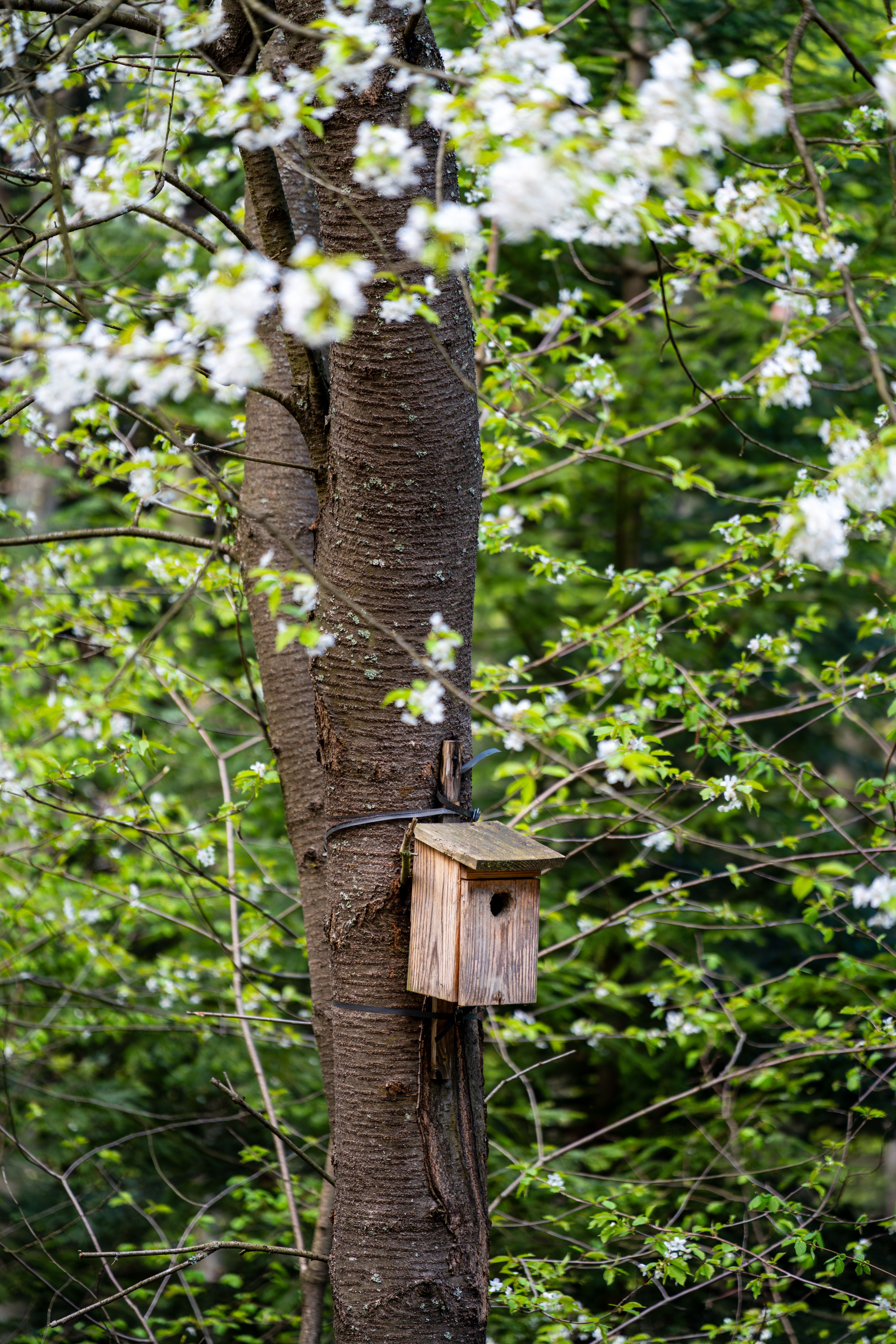 Rustic Birdhouse on Blooming Cherry Tree in Spring · Free Stock Photo