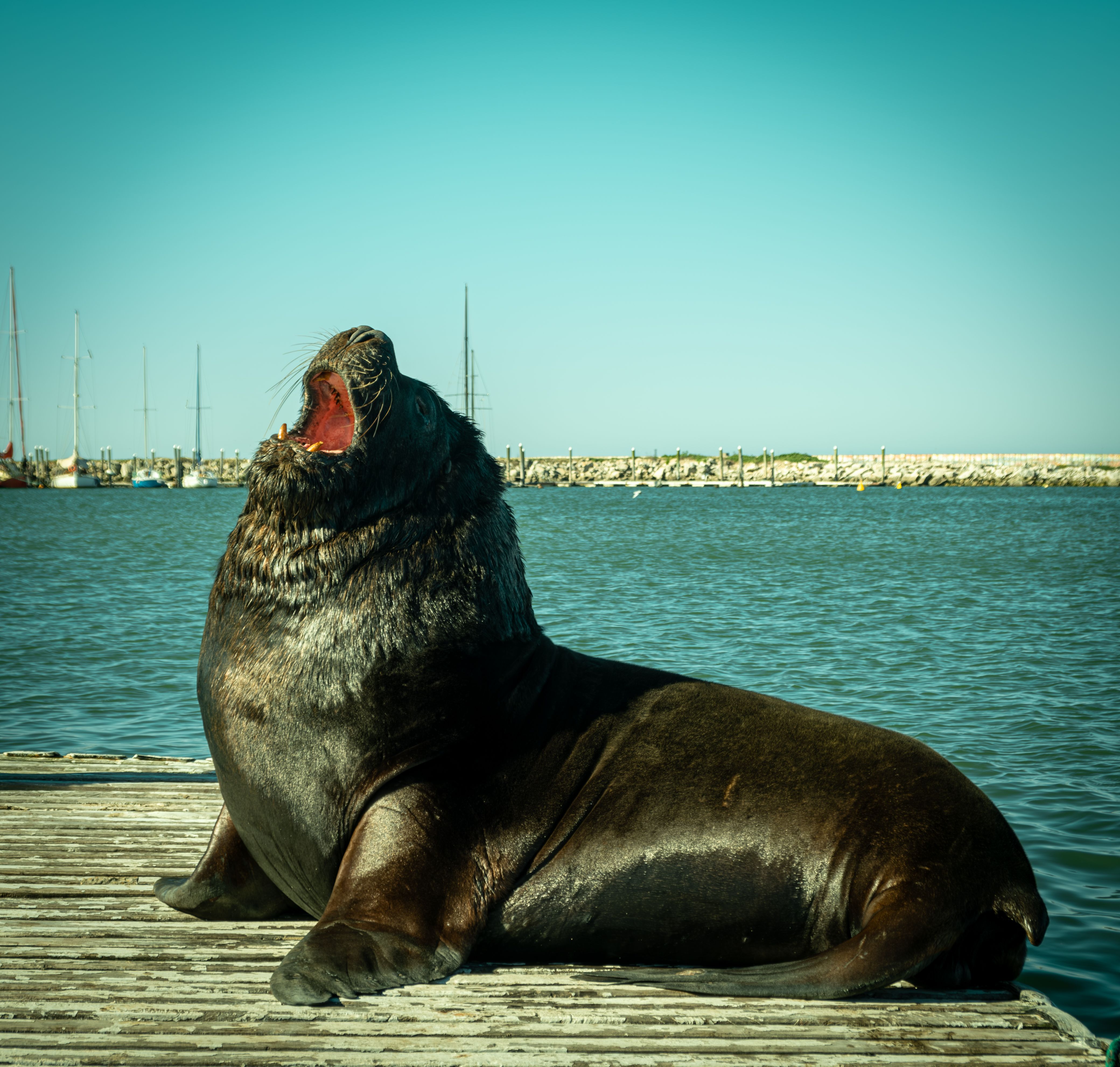 Majestic Sea Lion Basking in Mar del Plata · Free Stock Photo