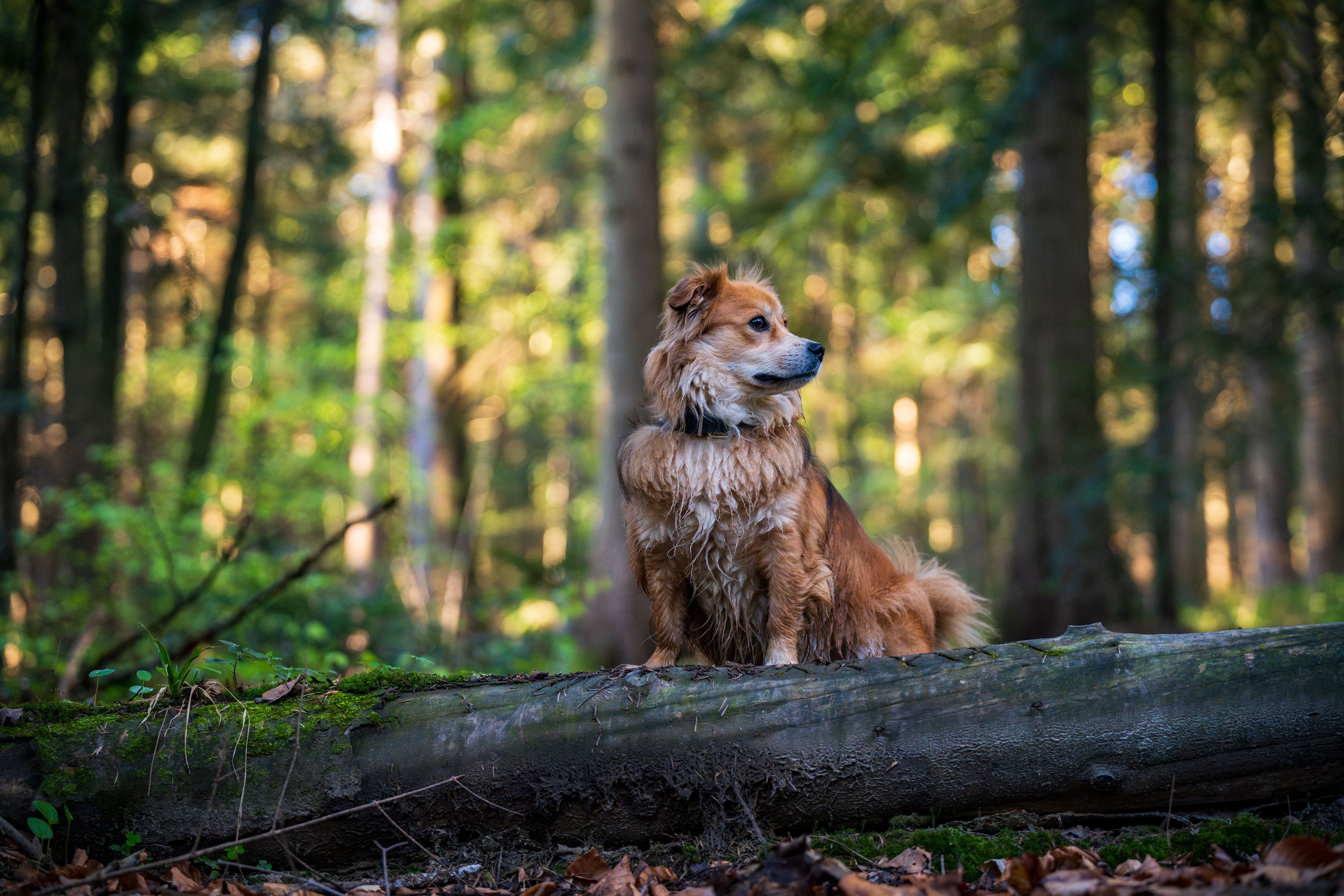 Golden Dog Sitting on Log in Lush Forest · Free Stock Photo