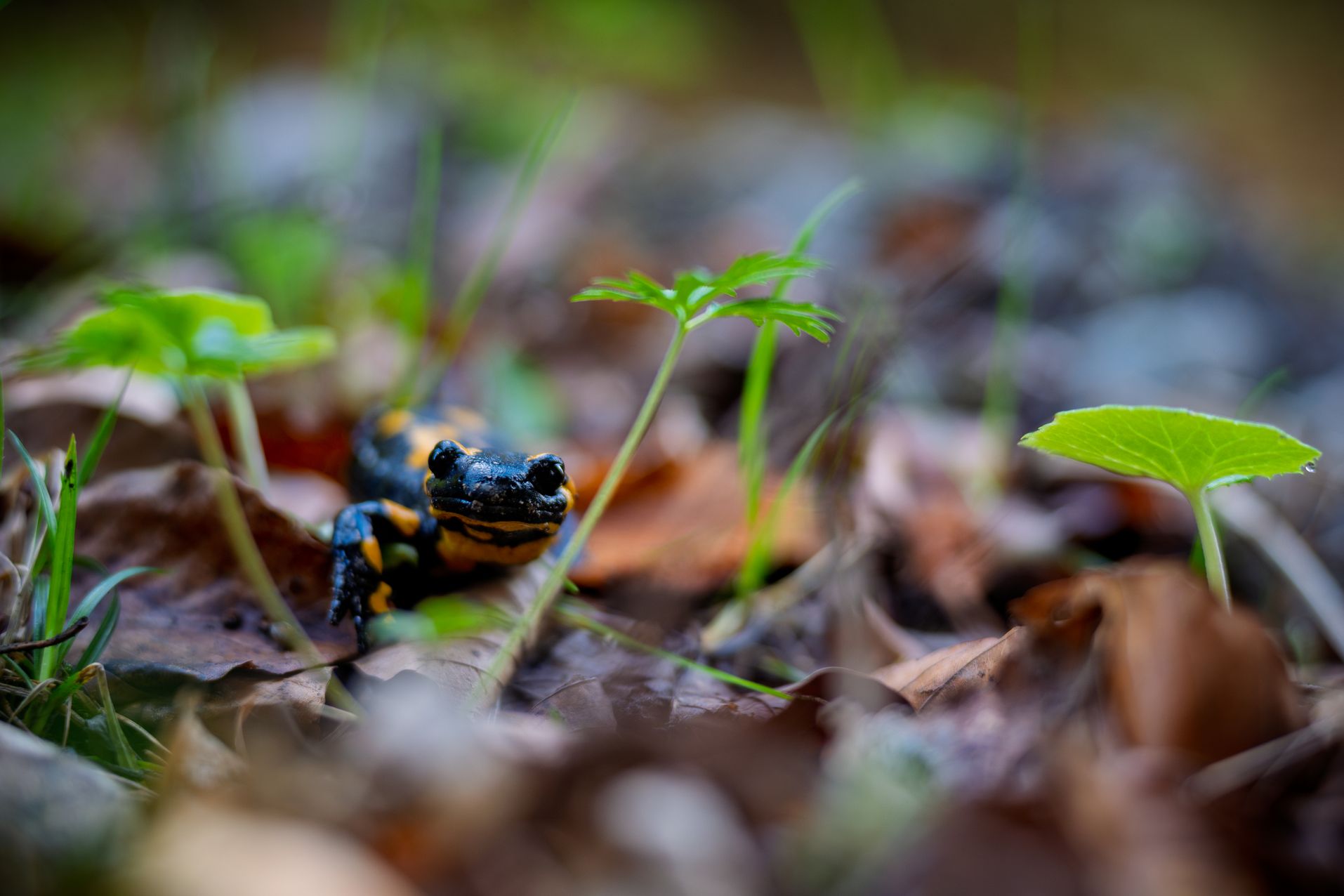 Conservation Texas Blind Salamander Life Cycle Facts