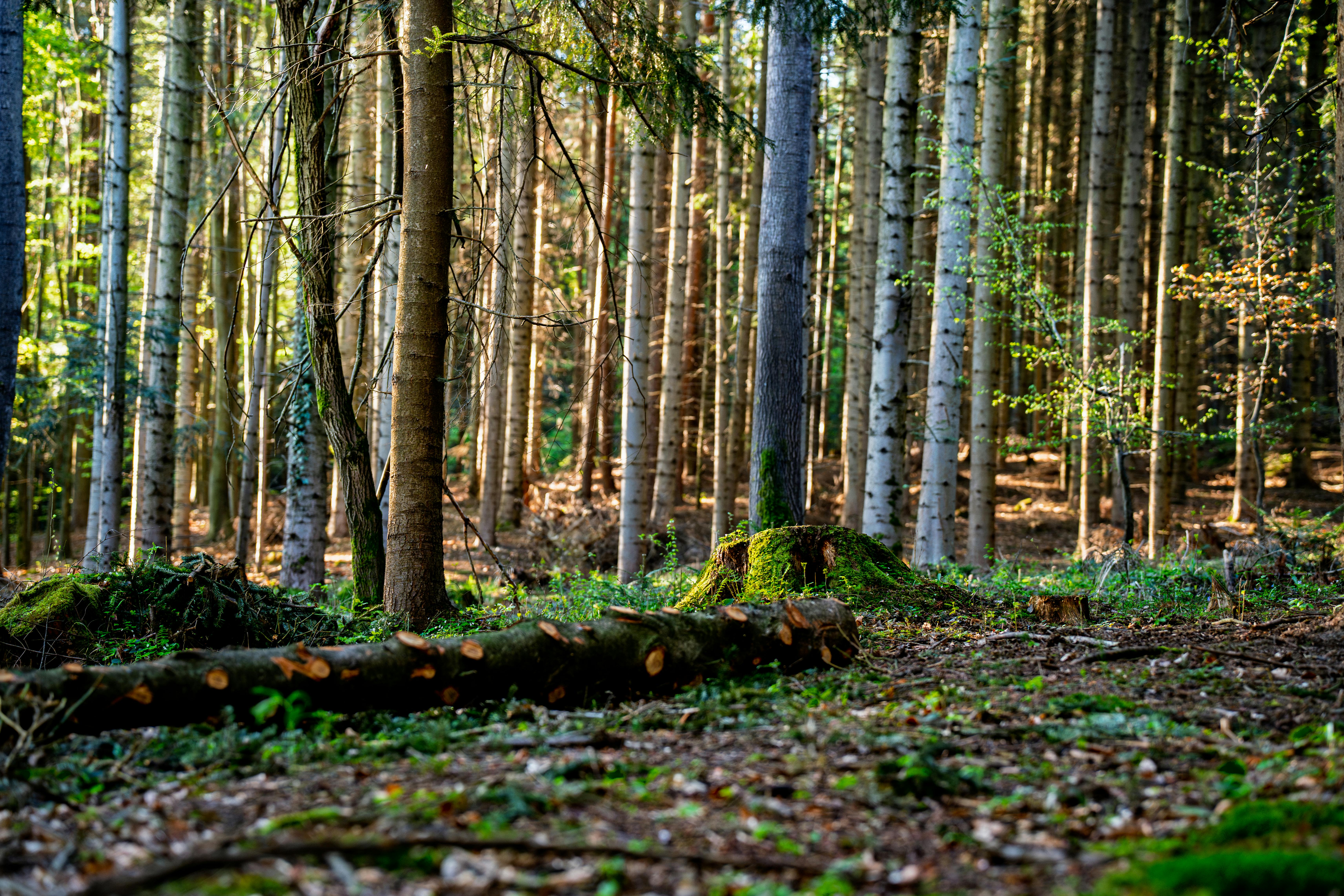 Stump Pump Photos, Download The BEST Free Stump Pump Stock Photos & HD ...