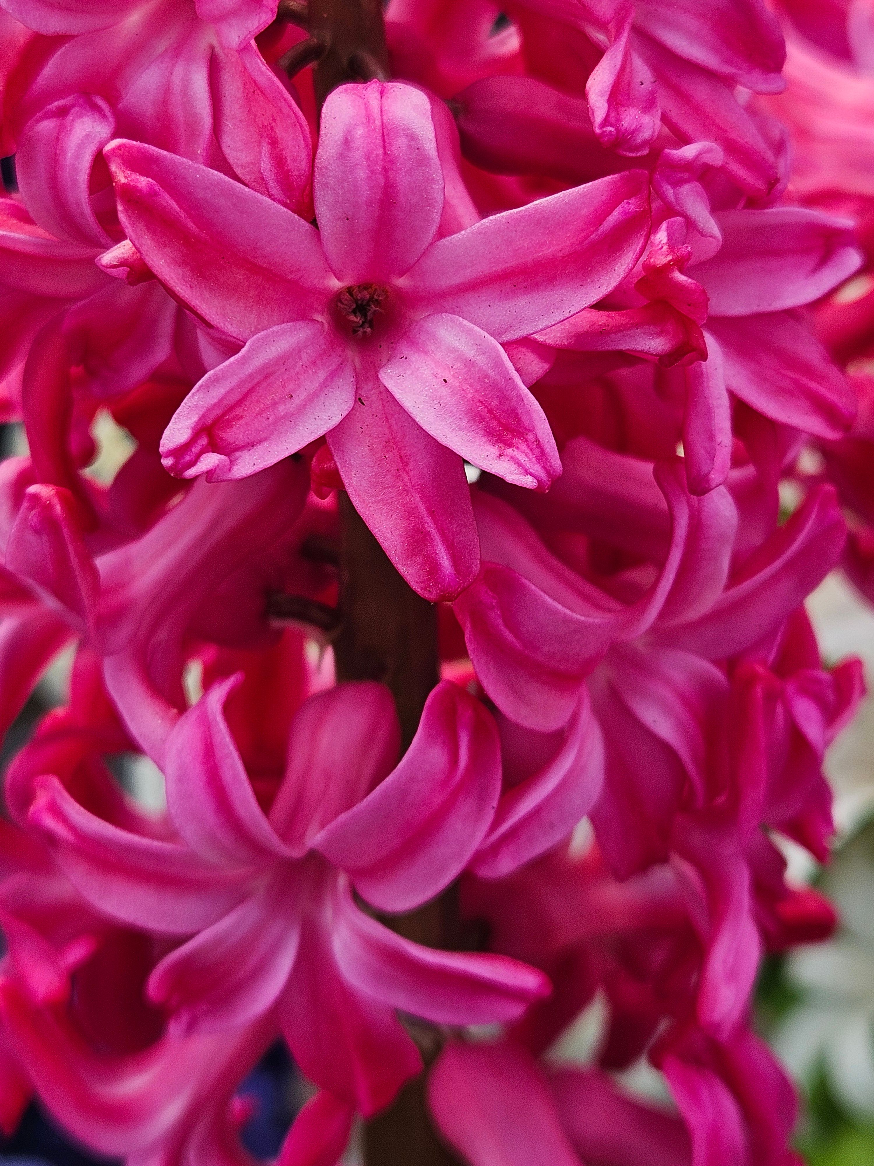 Vibrant Pink Hyacinth Blossoms Close-up · Free Stock Photo