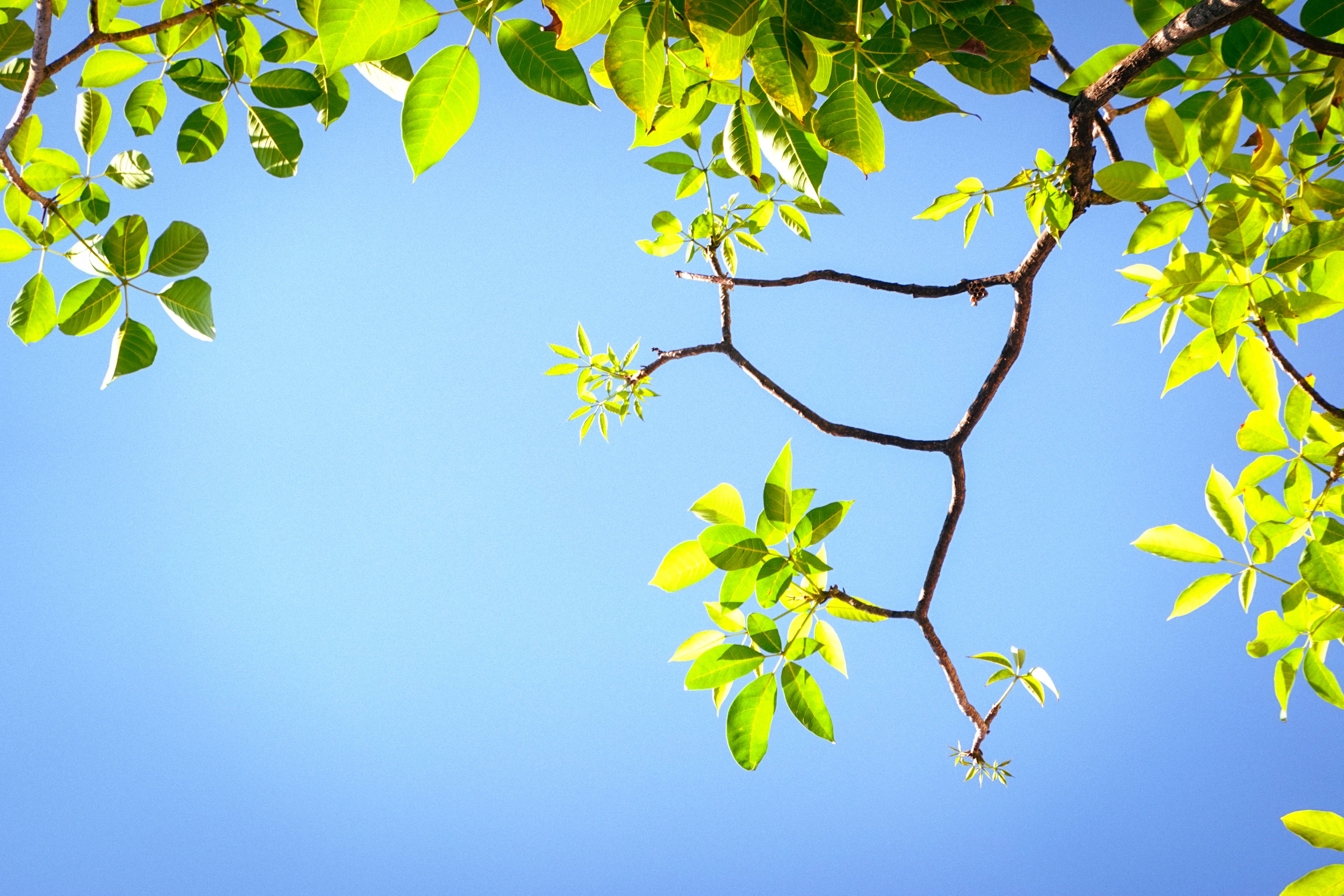 Lush Green Tree Branches Against Clear Blue Sky · Free Stock Photo
