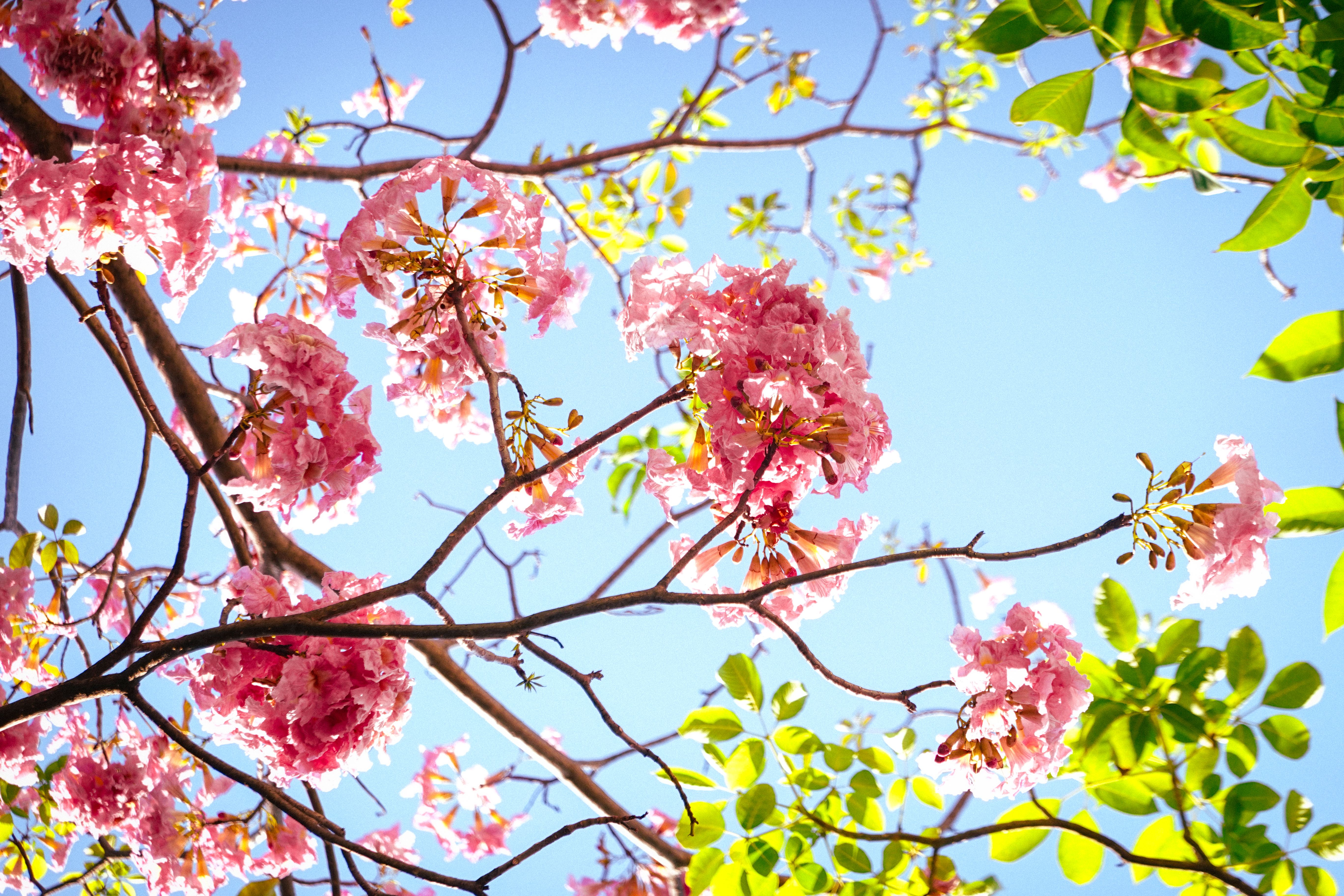 Vibrant Spring Pink Blossoms Against Blue Sky · Free Stock Photo