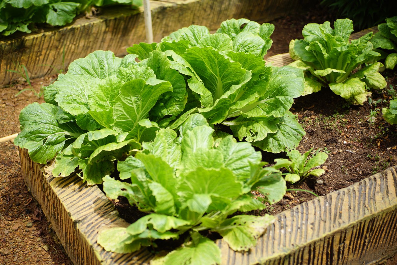 Cabbage Patch Photos, Download The BEST Free Cabbage Patch Stock Photos ...