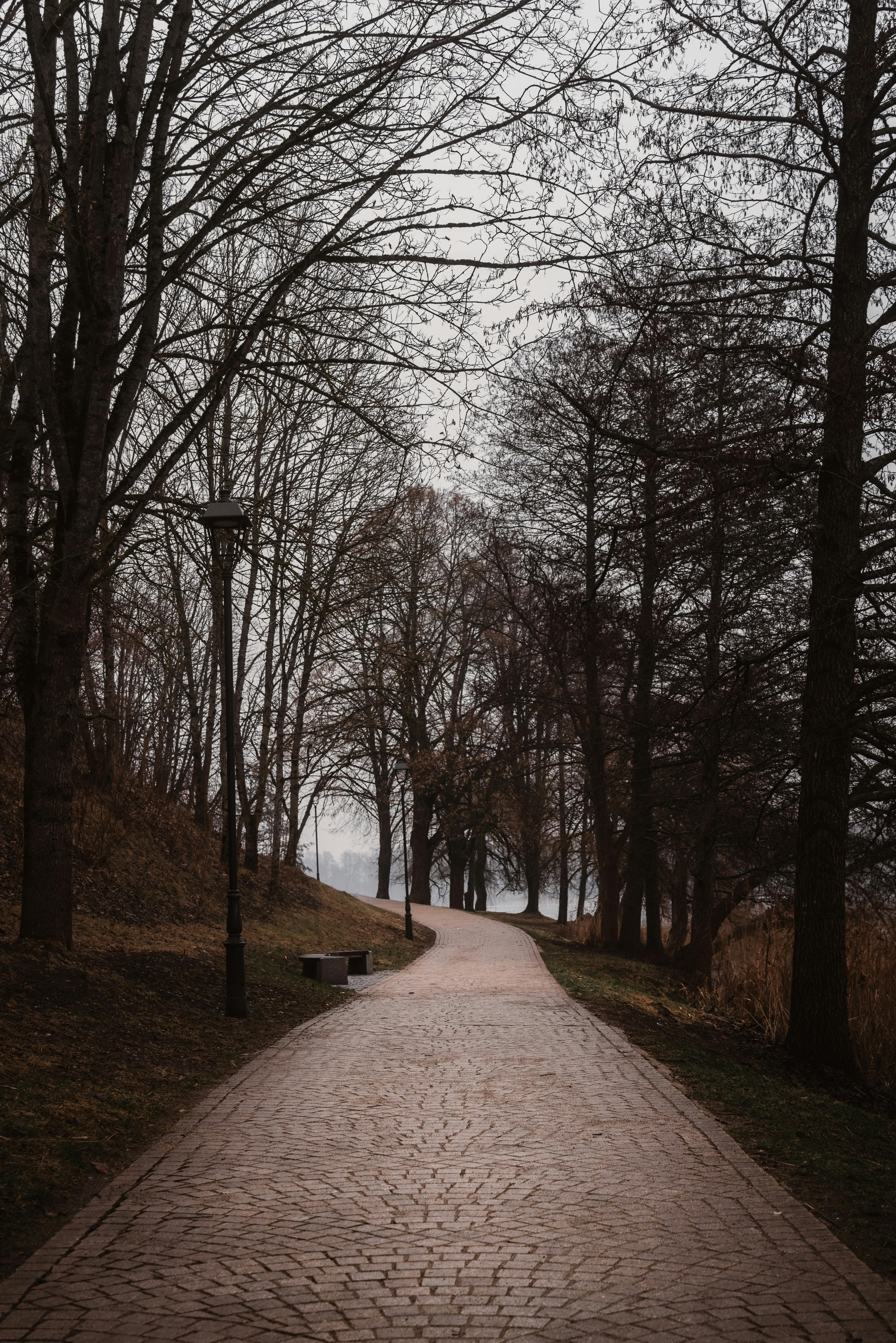 Peaceful Winter Pathway Through the Forest · Free Stock Photo