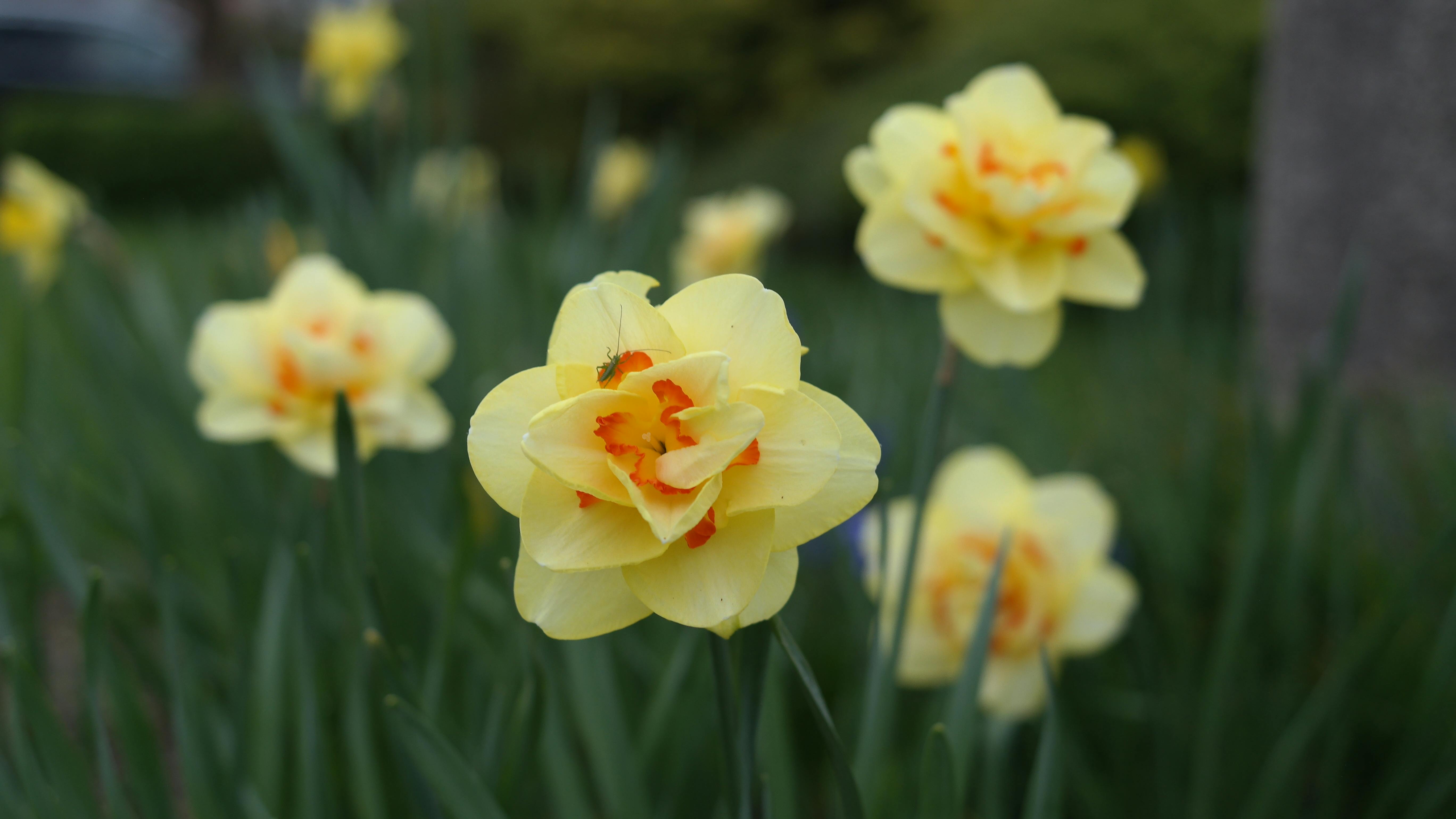 Daffodil Photos, Download The BEST Free Daffodil Stock Photos & HD Images