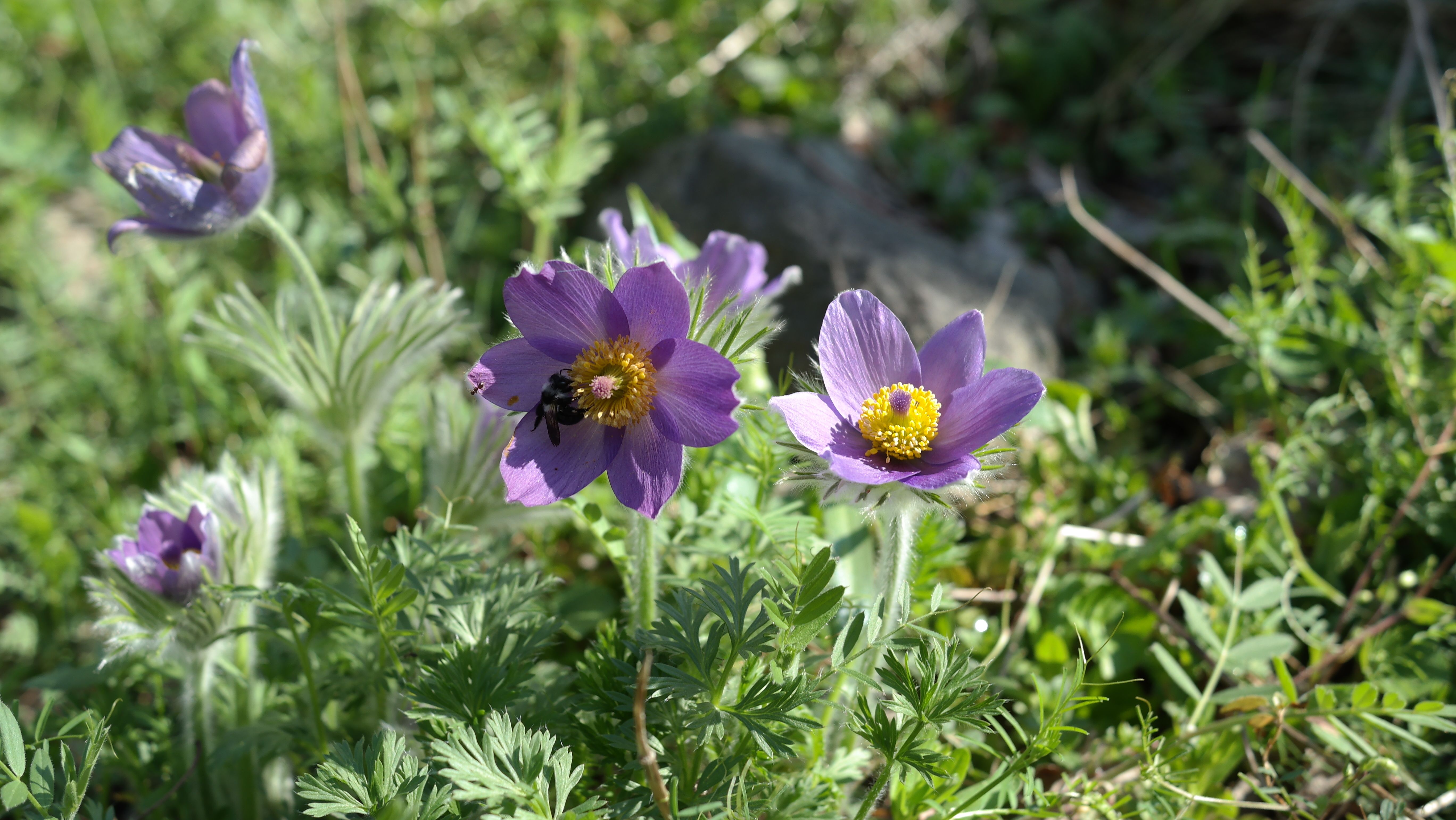 Vibrant Purple Pasque Flowers Blooming in Nature · Free Stock Photo