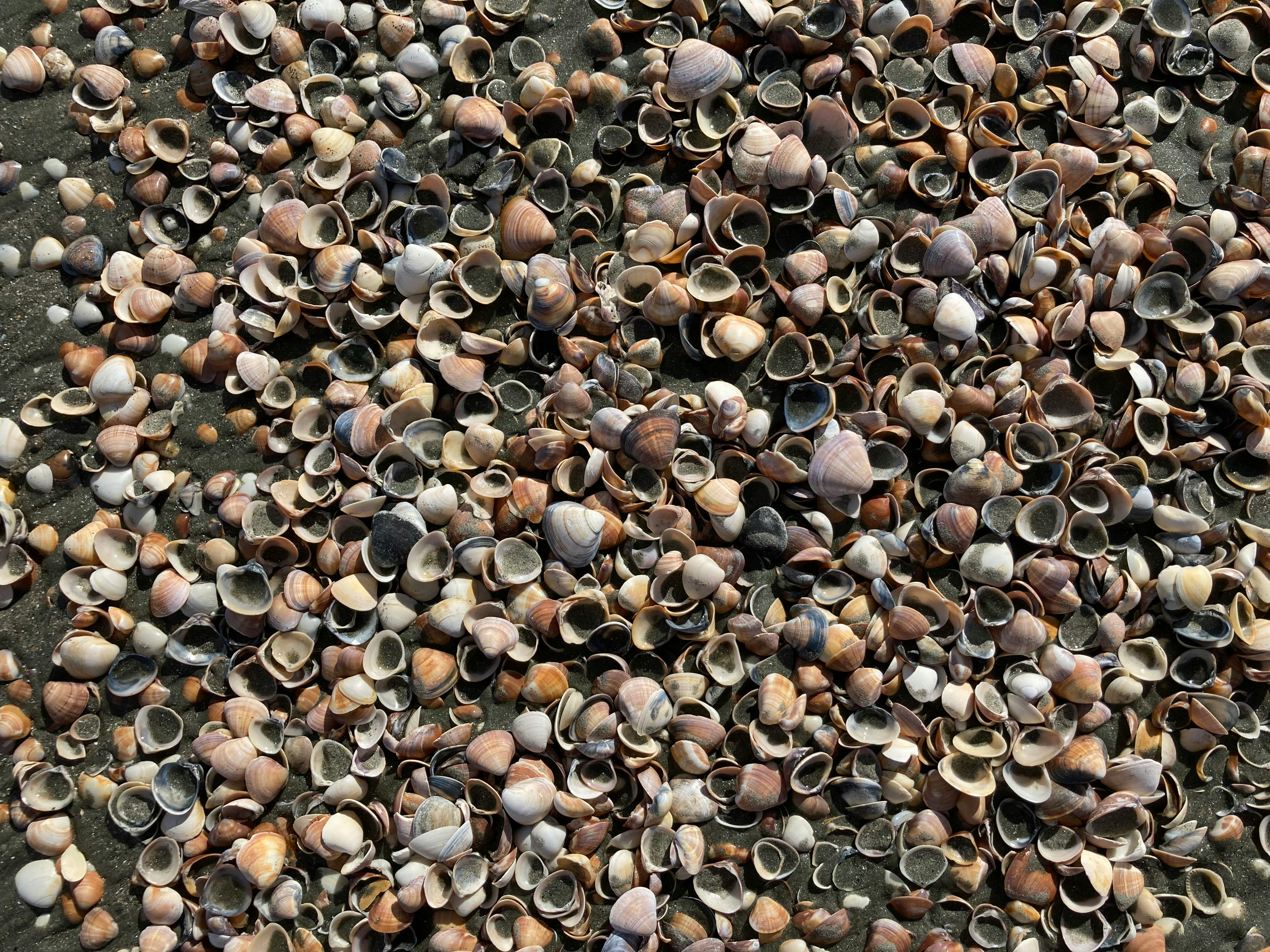 Scattered Sea Shells on Sandy Beach Abstract · Free Stock Photo