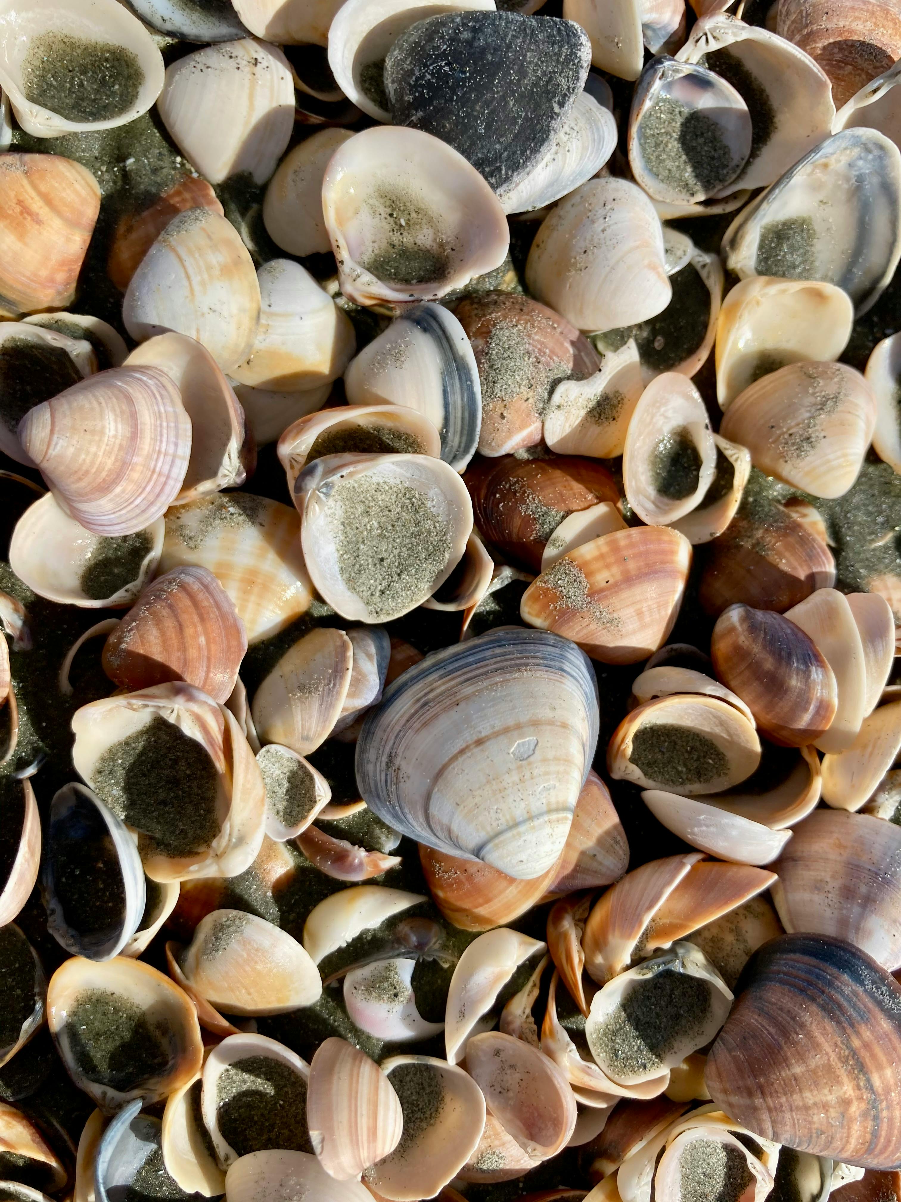 A Close-Up Shot of Sand with Seashells · Free Stock Photo