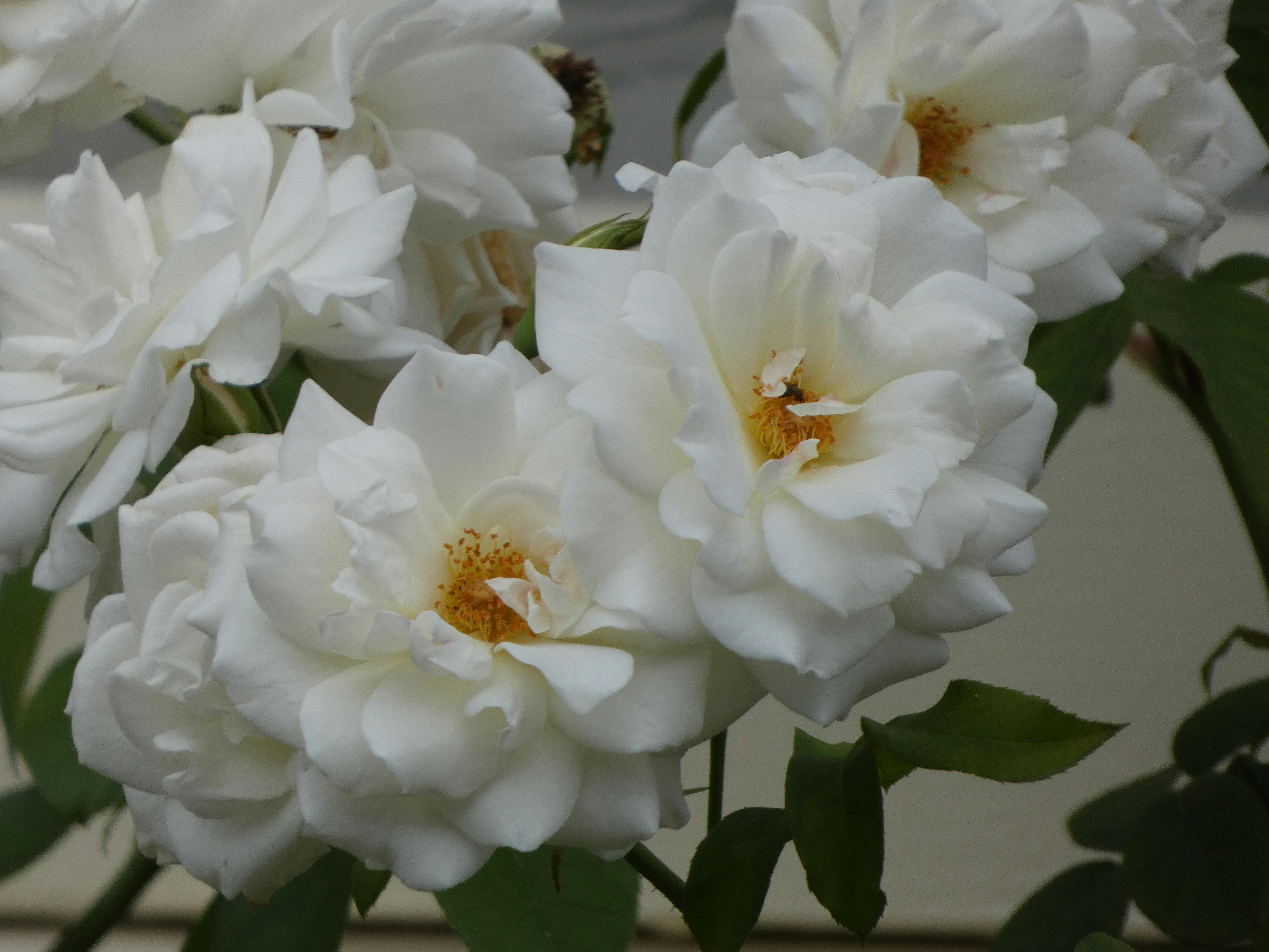 Desktop Wallpaper Australia Bush Photos, Download The BEST Free Desktop ...