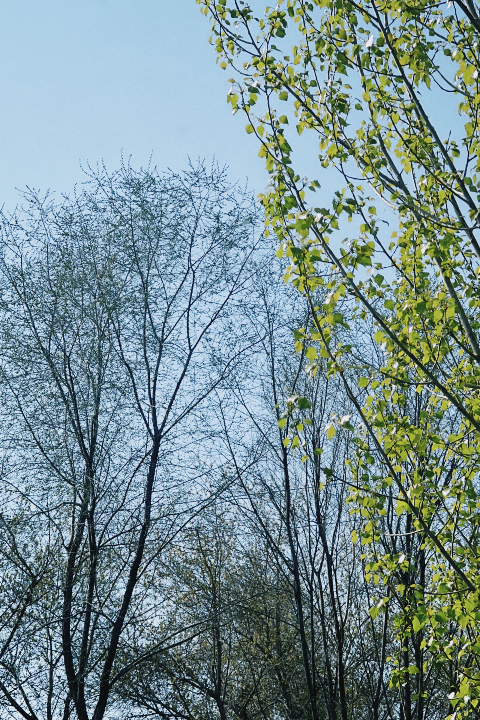 Budding Trees Photos, Download The BEST Free Budding Trees Stock Photos ...