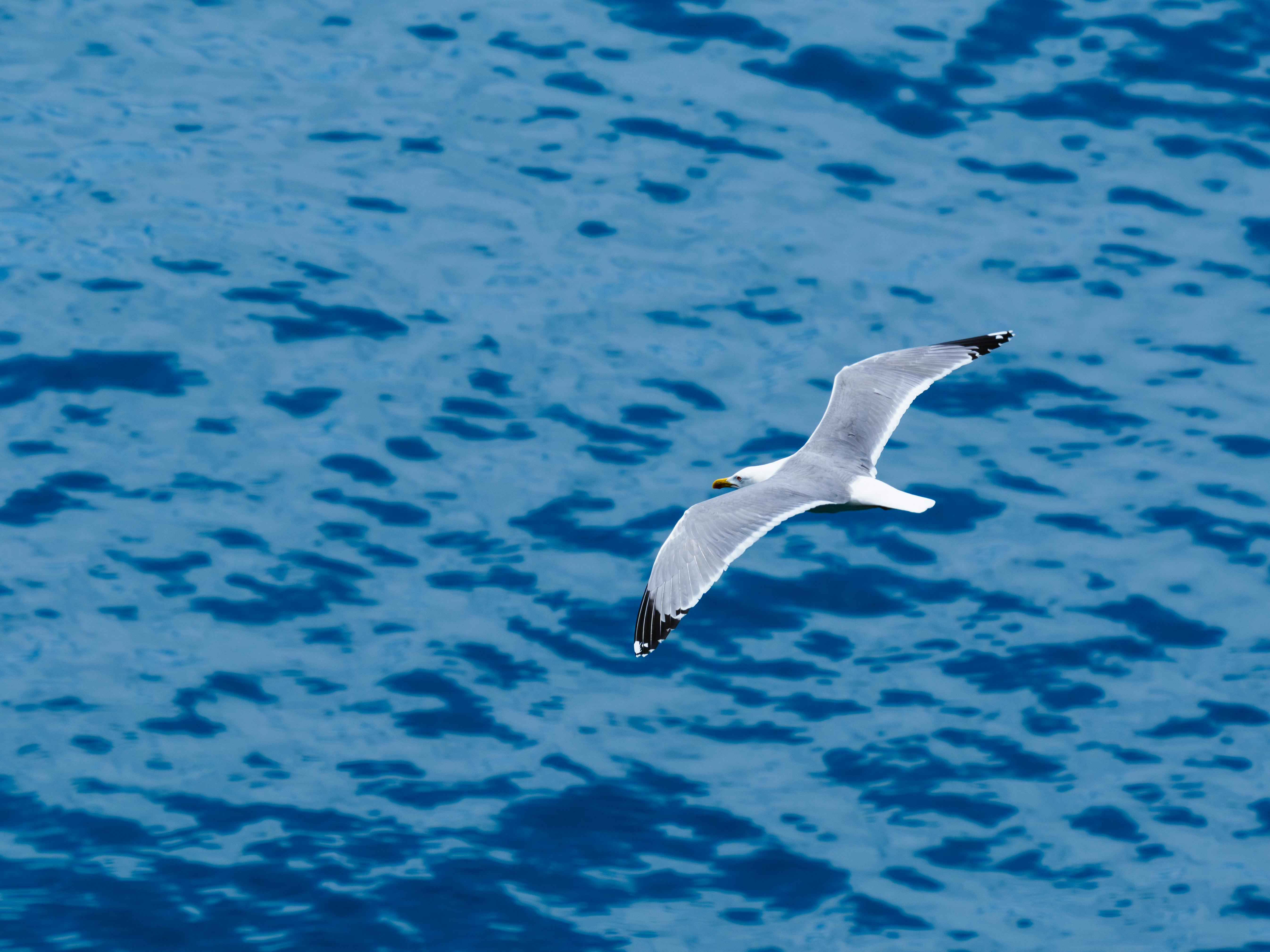 Majestic Seagull Soaring Over Ocean Waters · Free Stock Photo