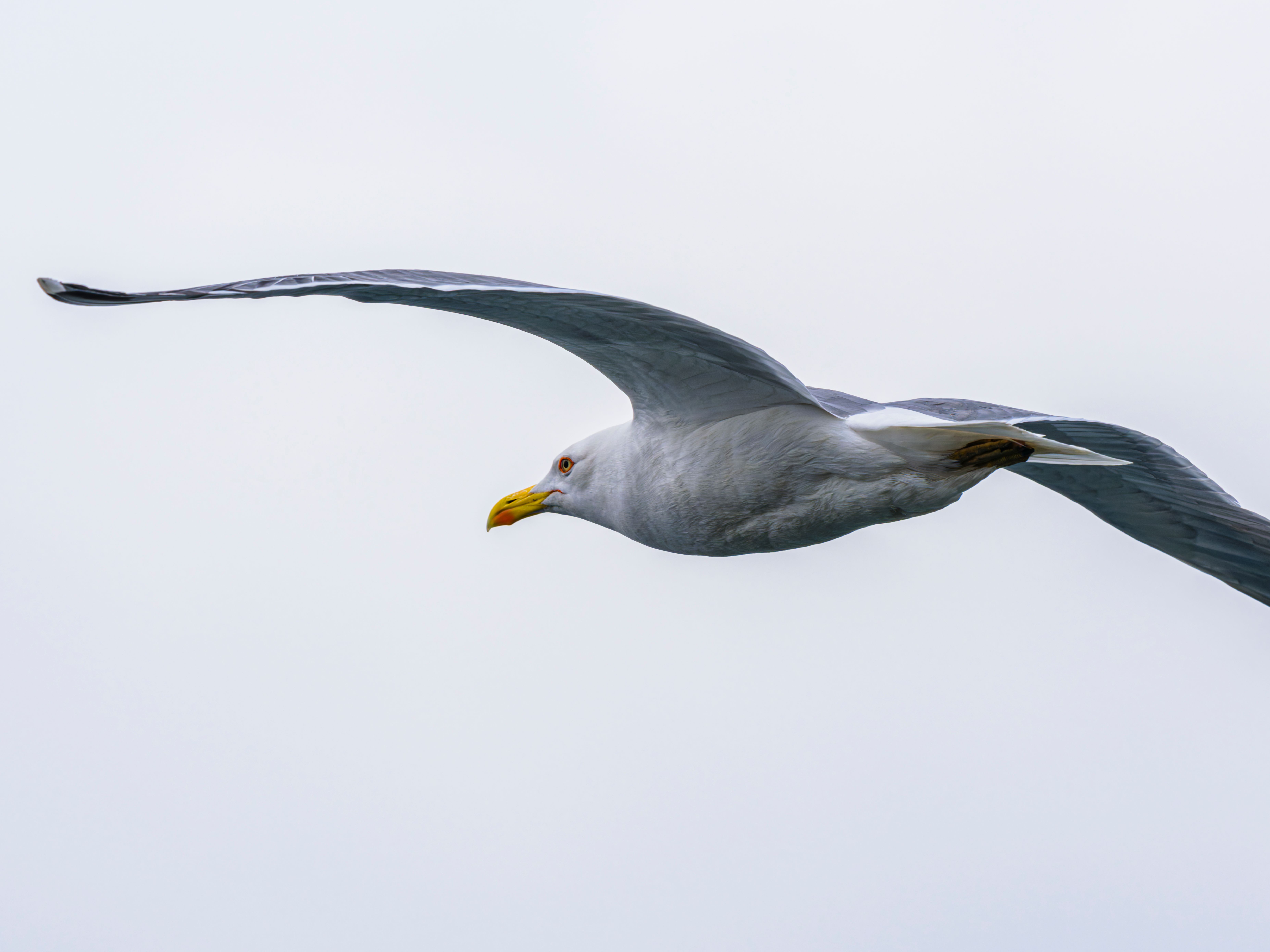 White Seagull Flying Under Clear Blue Sky · Free Stock Photo