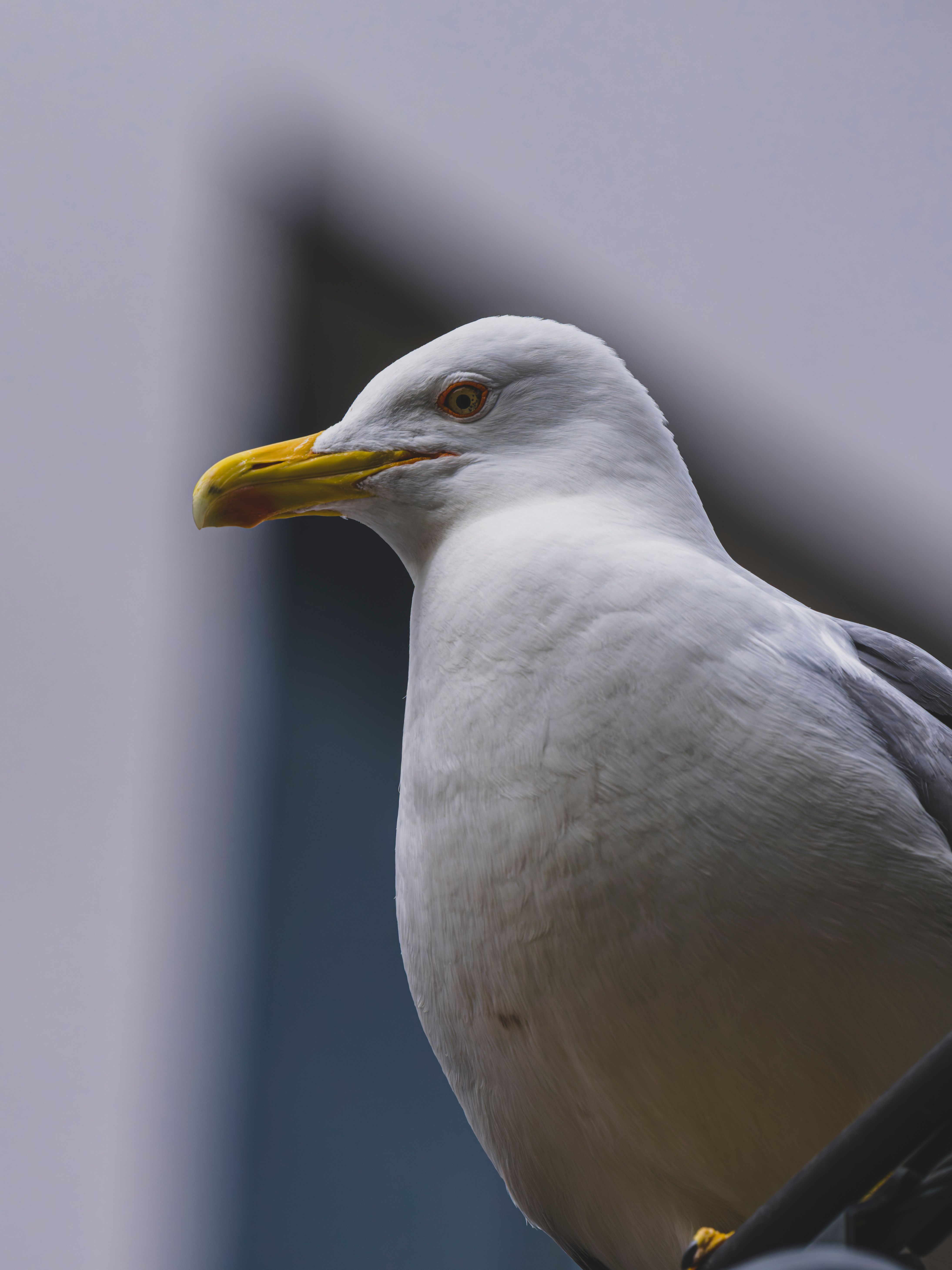 Majestic Seagull with Yellow Beak in Urban Setting · Free Stock Photo