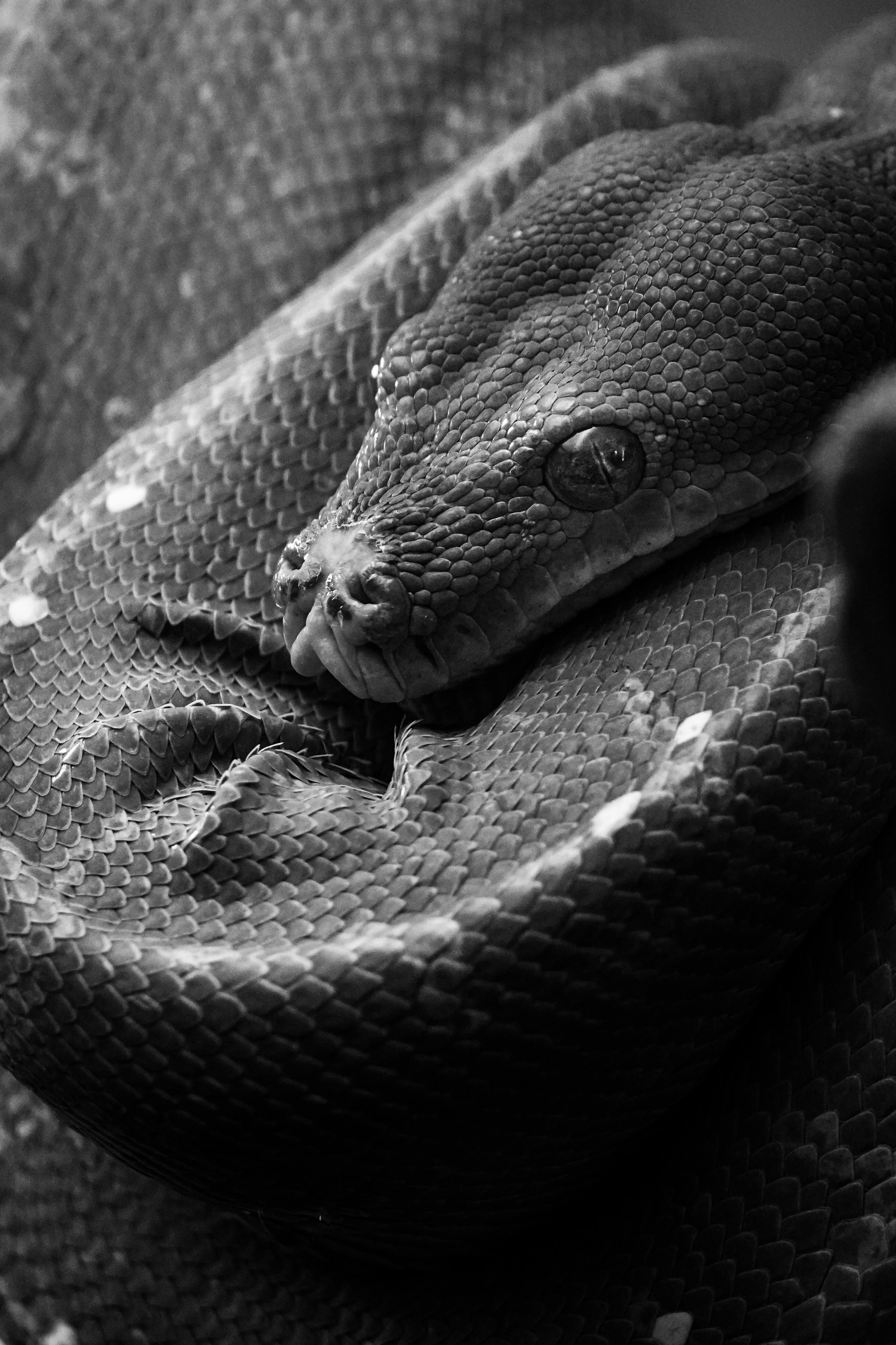 Close-up of a Coiled Python in Black and White · Free Stock Photo