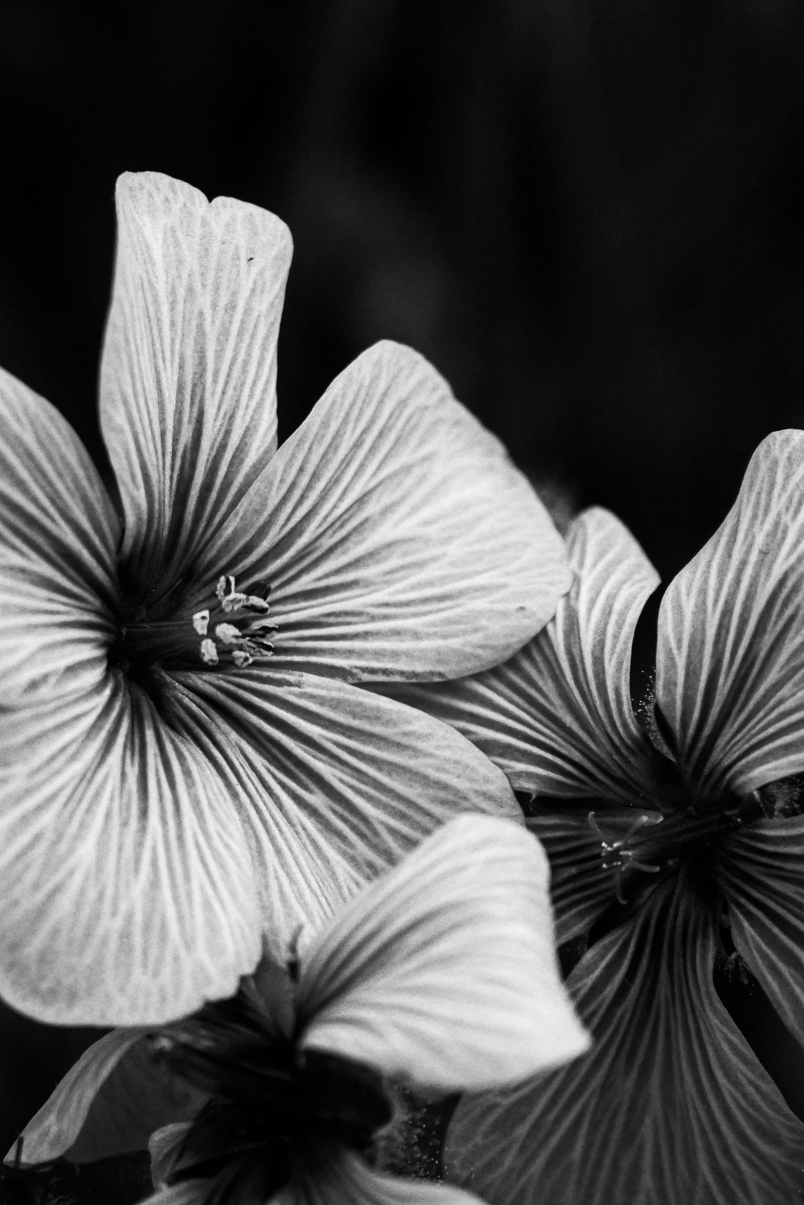 Makro Bunga Hitam Dan Putih Yang Elegan · Foto Stok Gratis