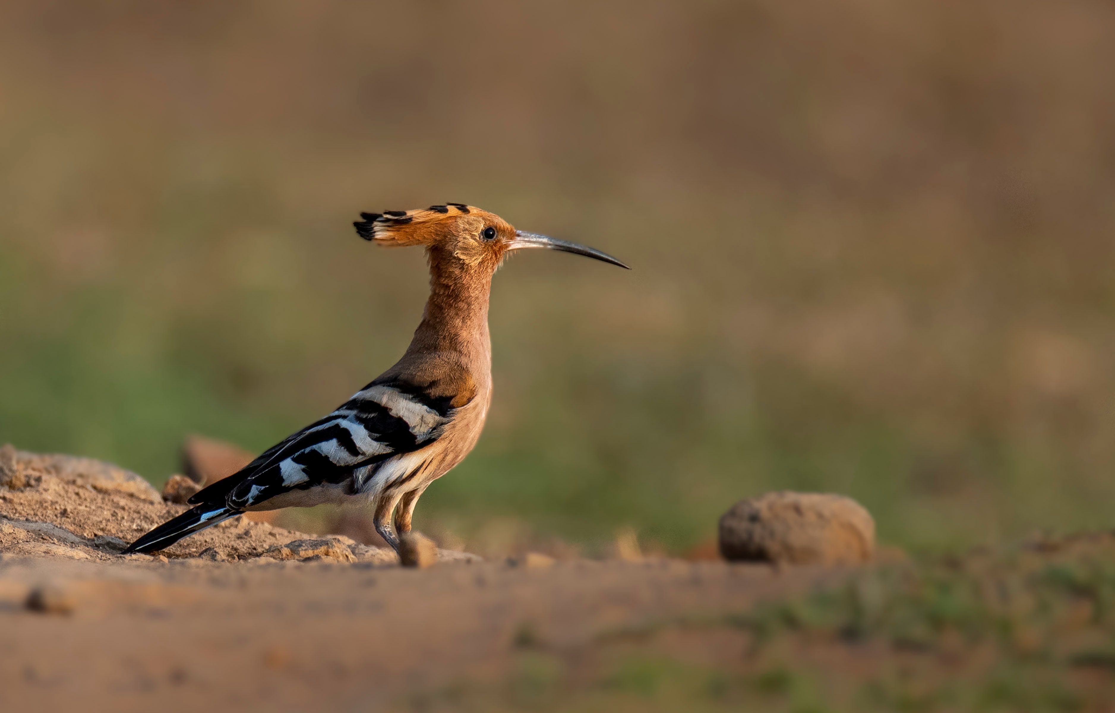 Wild Bird Photos, Download The BEST Free Wild Bird Stock Photos & HD Images