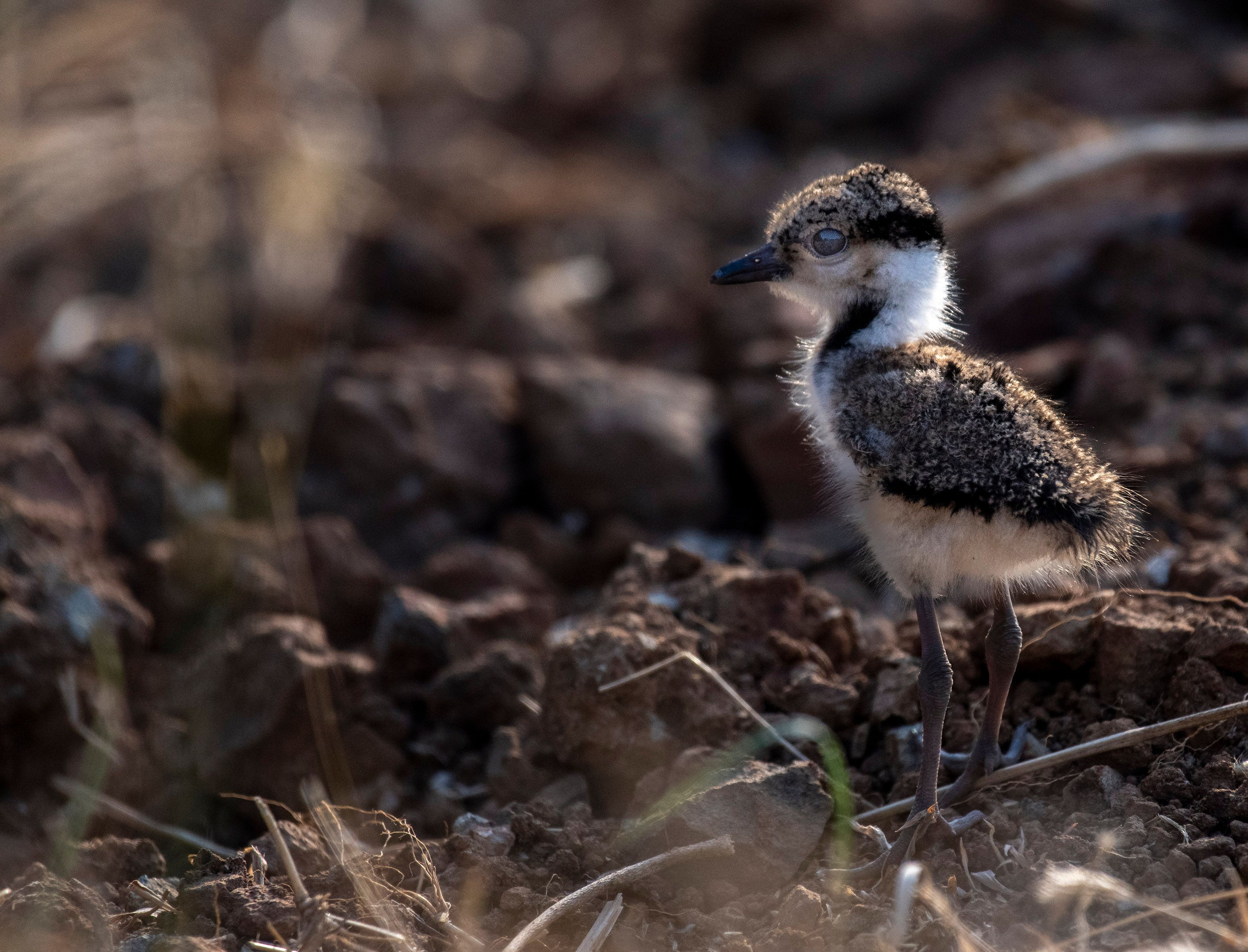 Close-Up of a Young Bird on Rocky Ground · Free Stock Photo