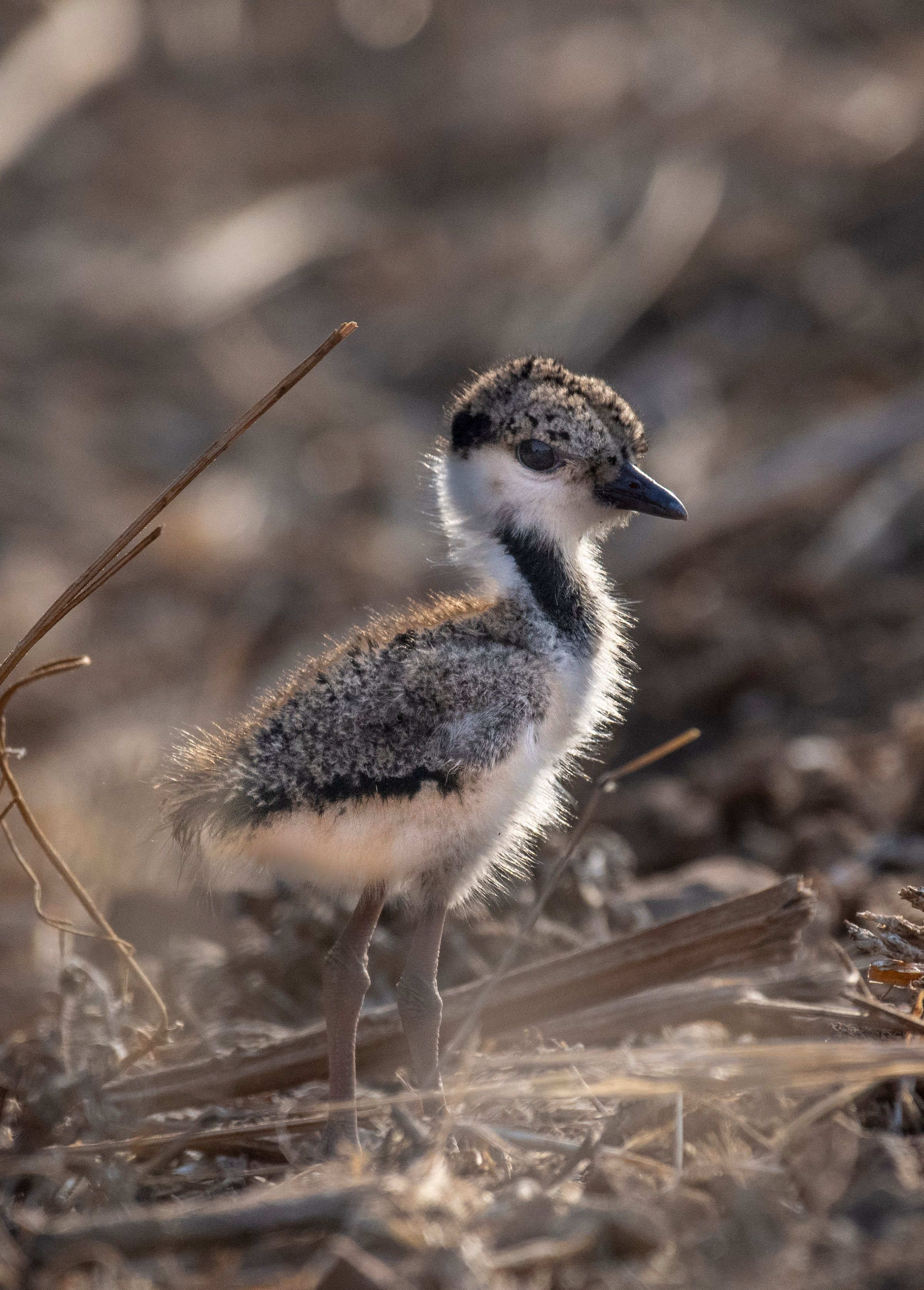Close-up of a Baby Bird in Natural Habitat · Free Stock Photo