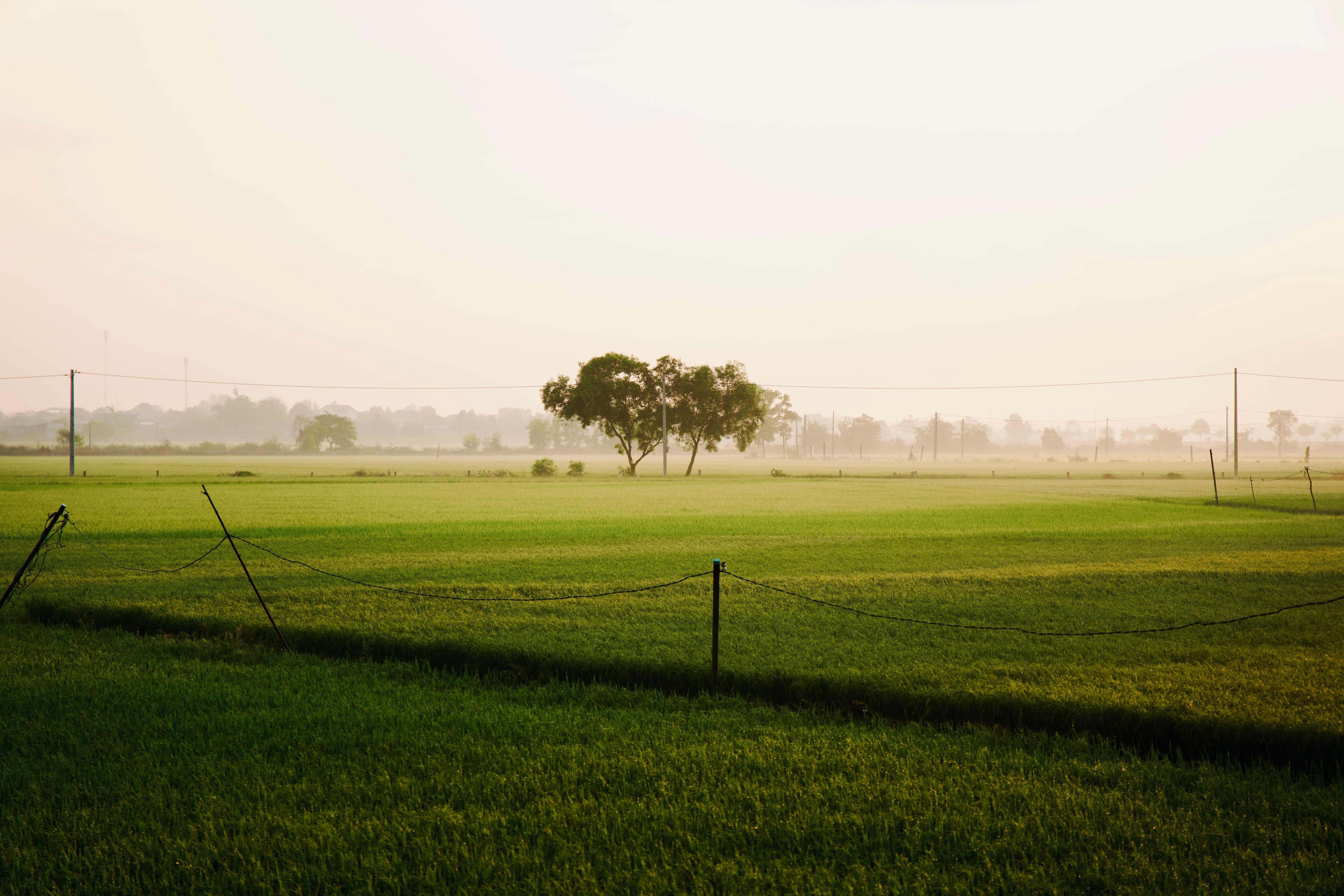Peaceful Green Landscape at Sunrise · Free Stock Photo