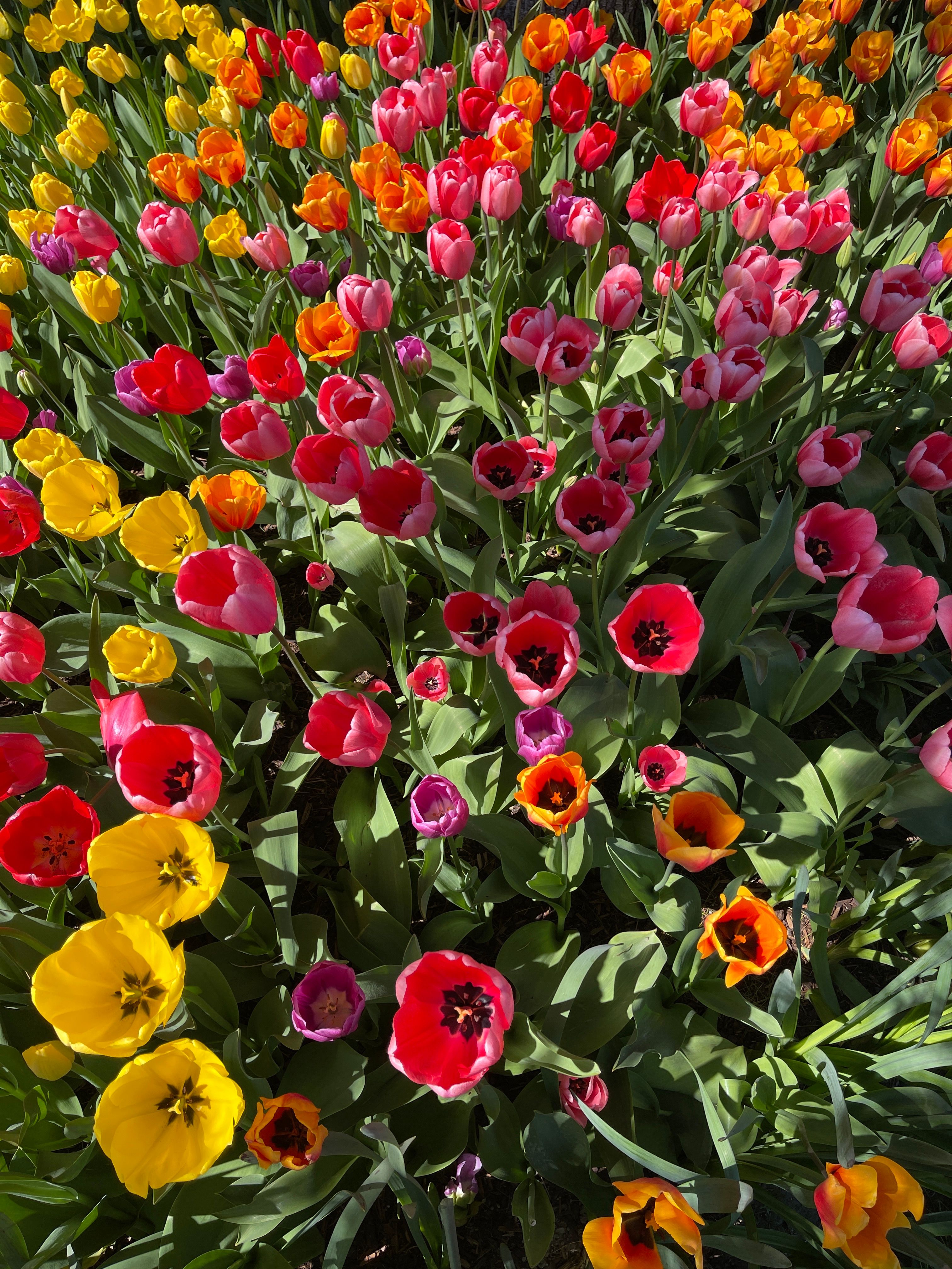Vibrant Tulip Field in Full Bloom · Free Stock Photo