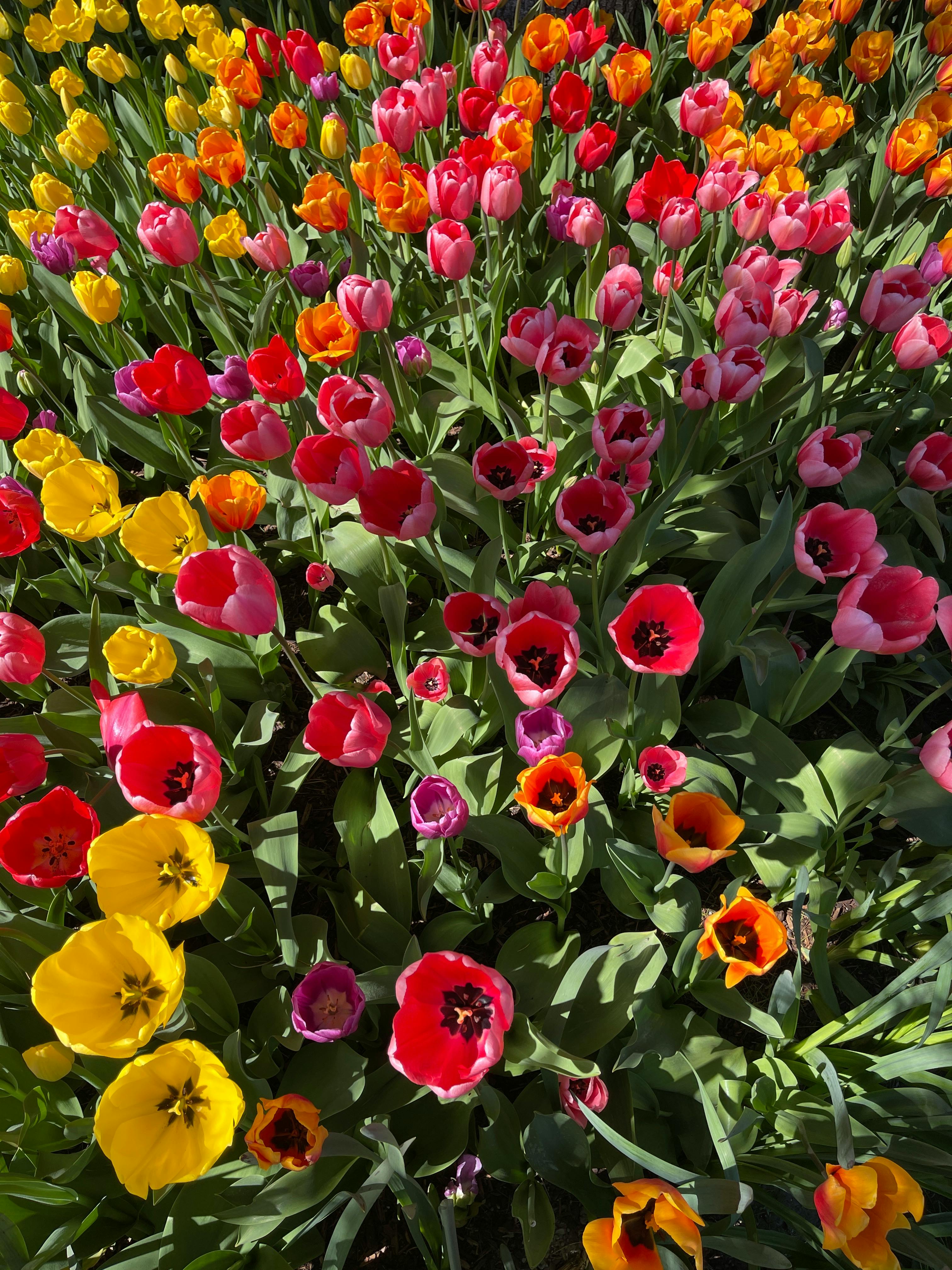 April Photos, Download The BEST Free April Stock Photos & HD Images