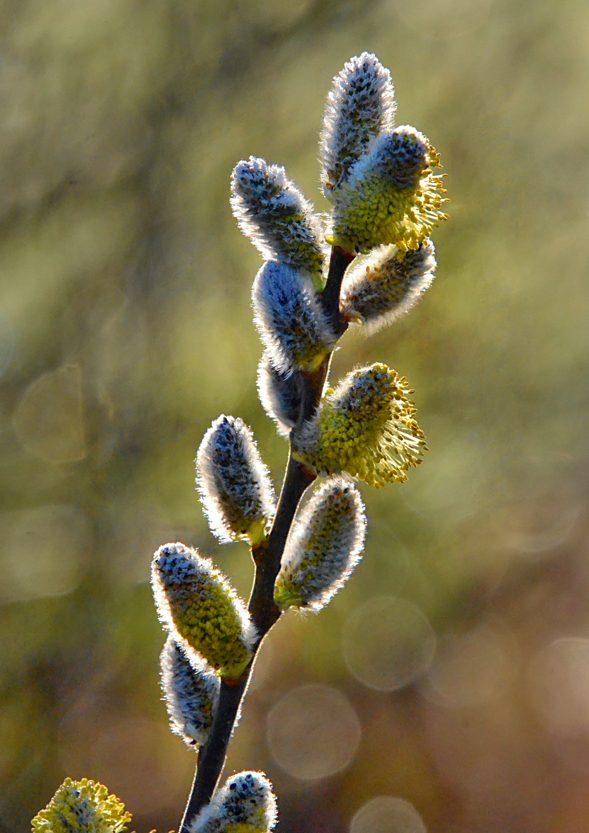 Fluffy Buds Photos, Download The BEST Free Fluffy Buds Stock Photos ...