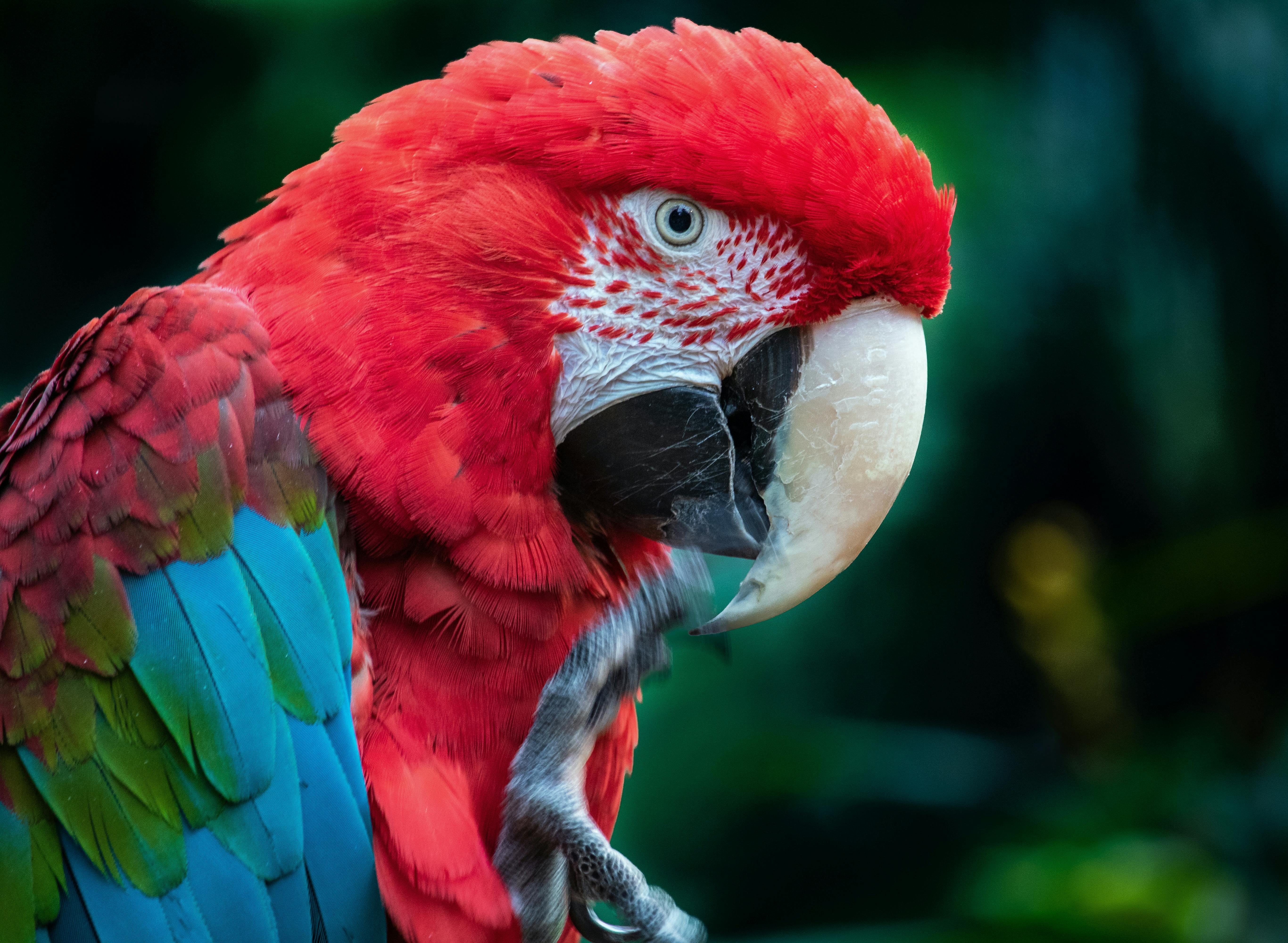 Amazon Rainforest Froge Photos, Download The BEST Free Amazon ...