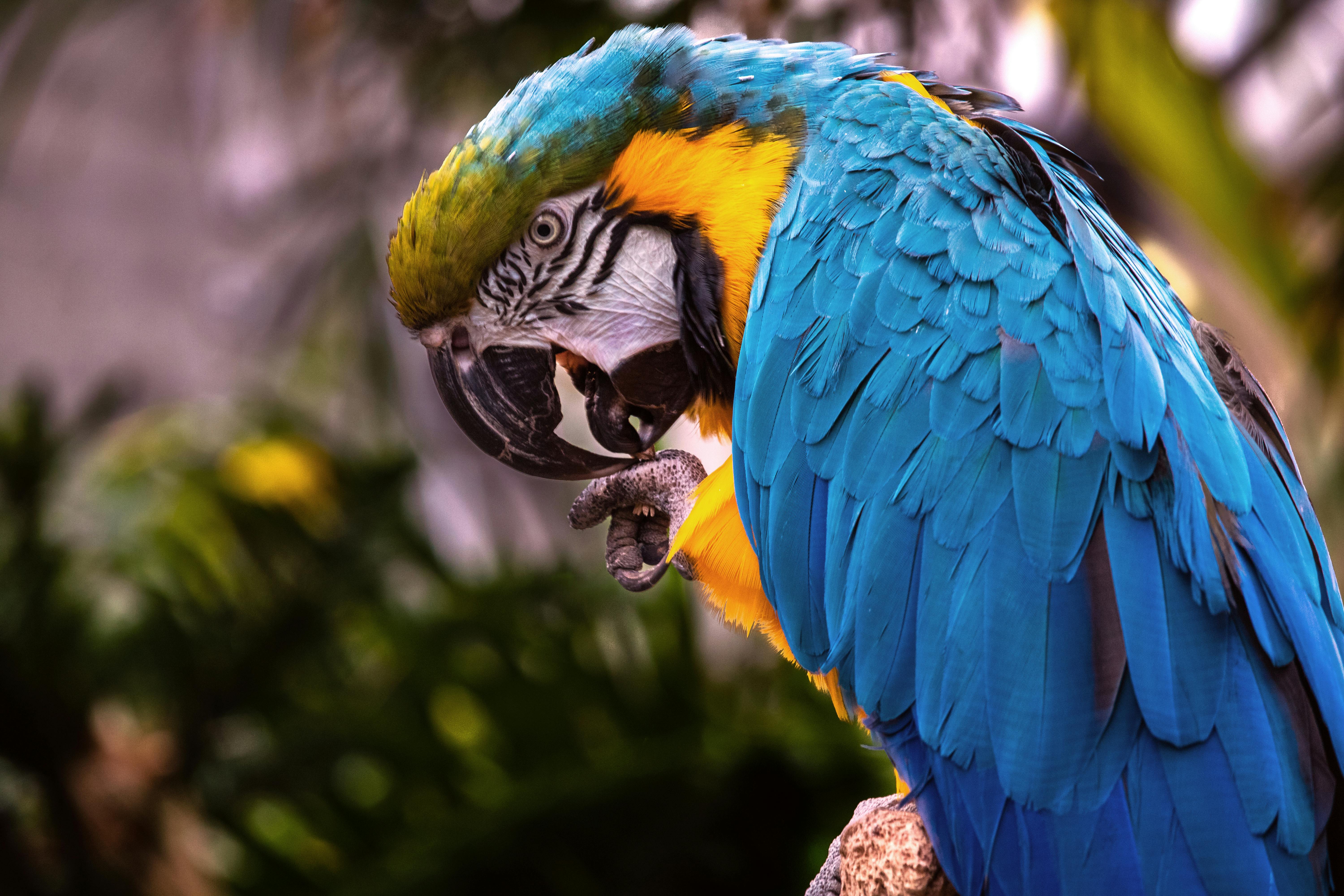 Yellow Eared Parrot Photos, Download The BEST Free Yellow Eared Parrot ...