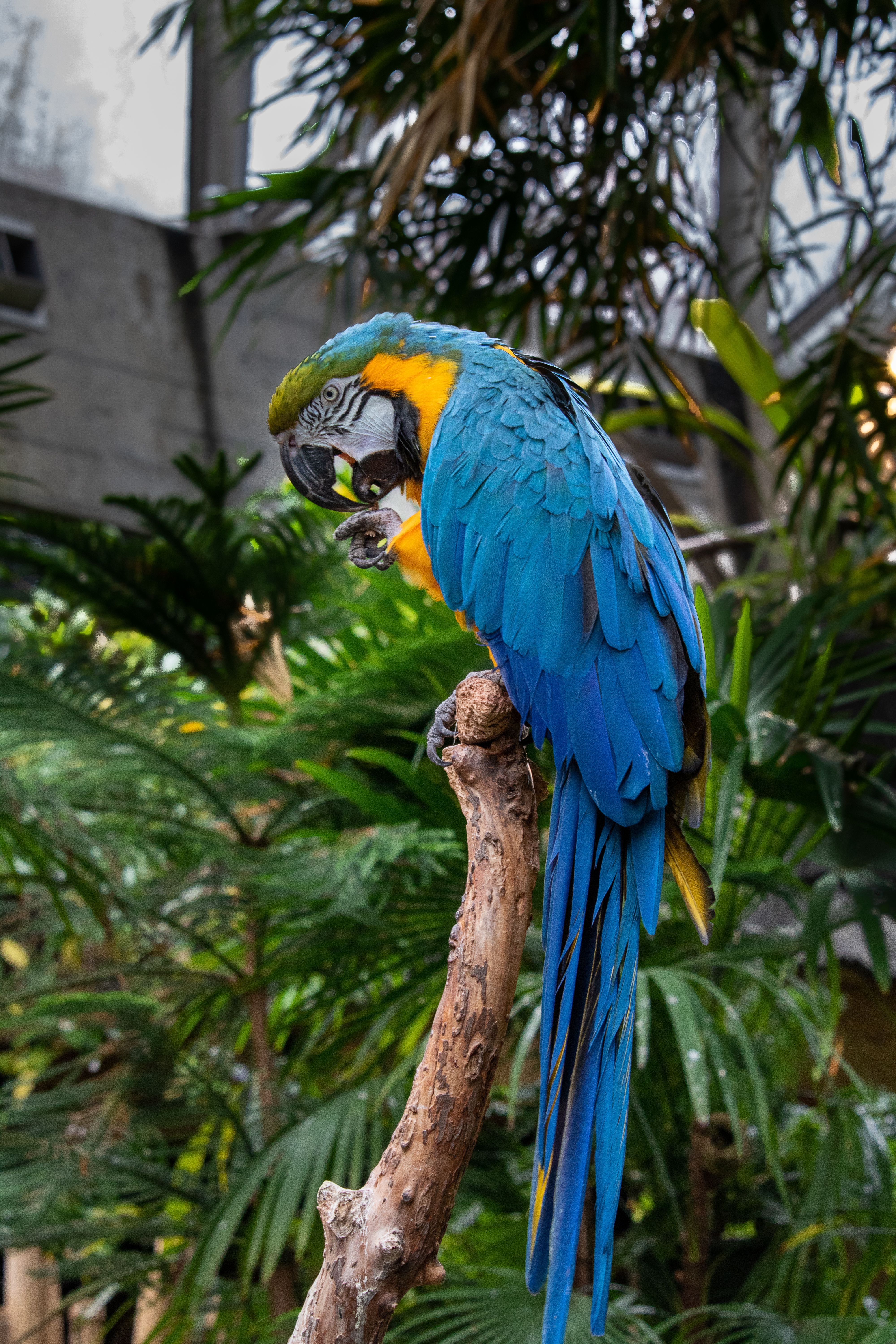 Guacamayo Azul Y Amarillo Vibrante En Hábitat Tropical · Foto de stock ...