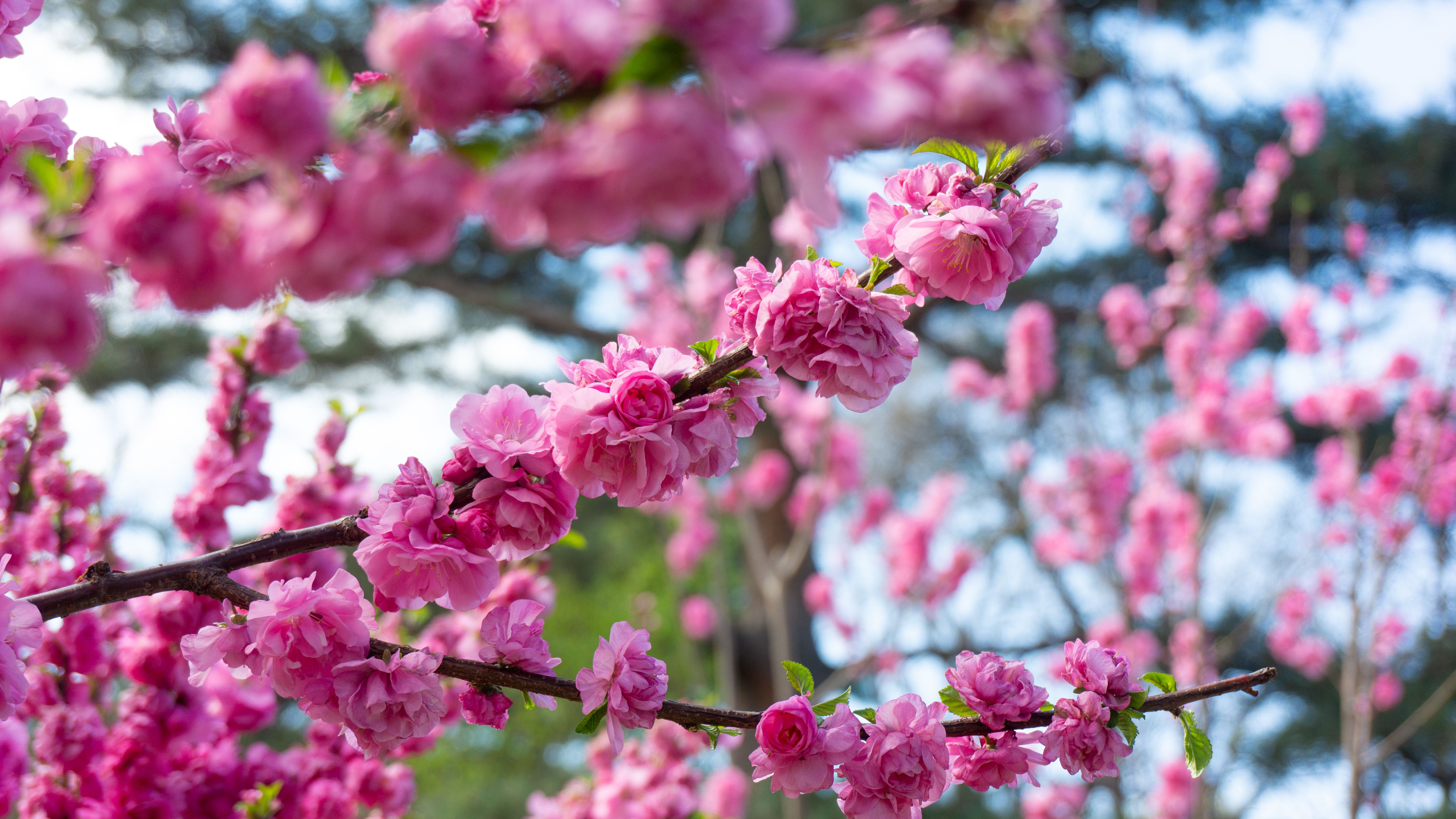 Pretty Pink Backround Photos, Download The BEST Free Pretty Pink ...