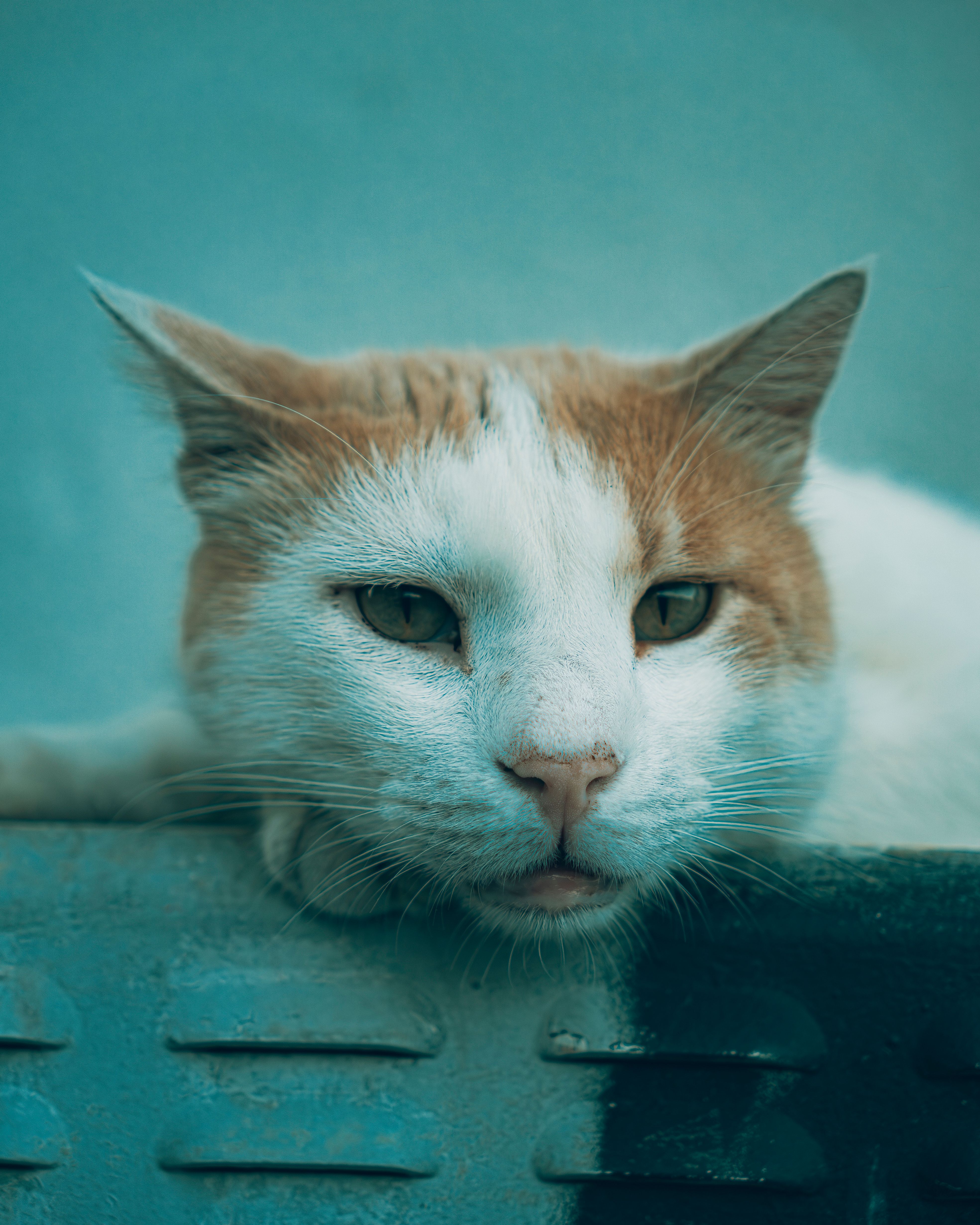 Relaxed Cat Resting on a Metal Surface · Free Stock Photo