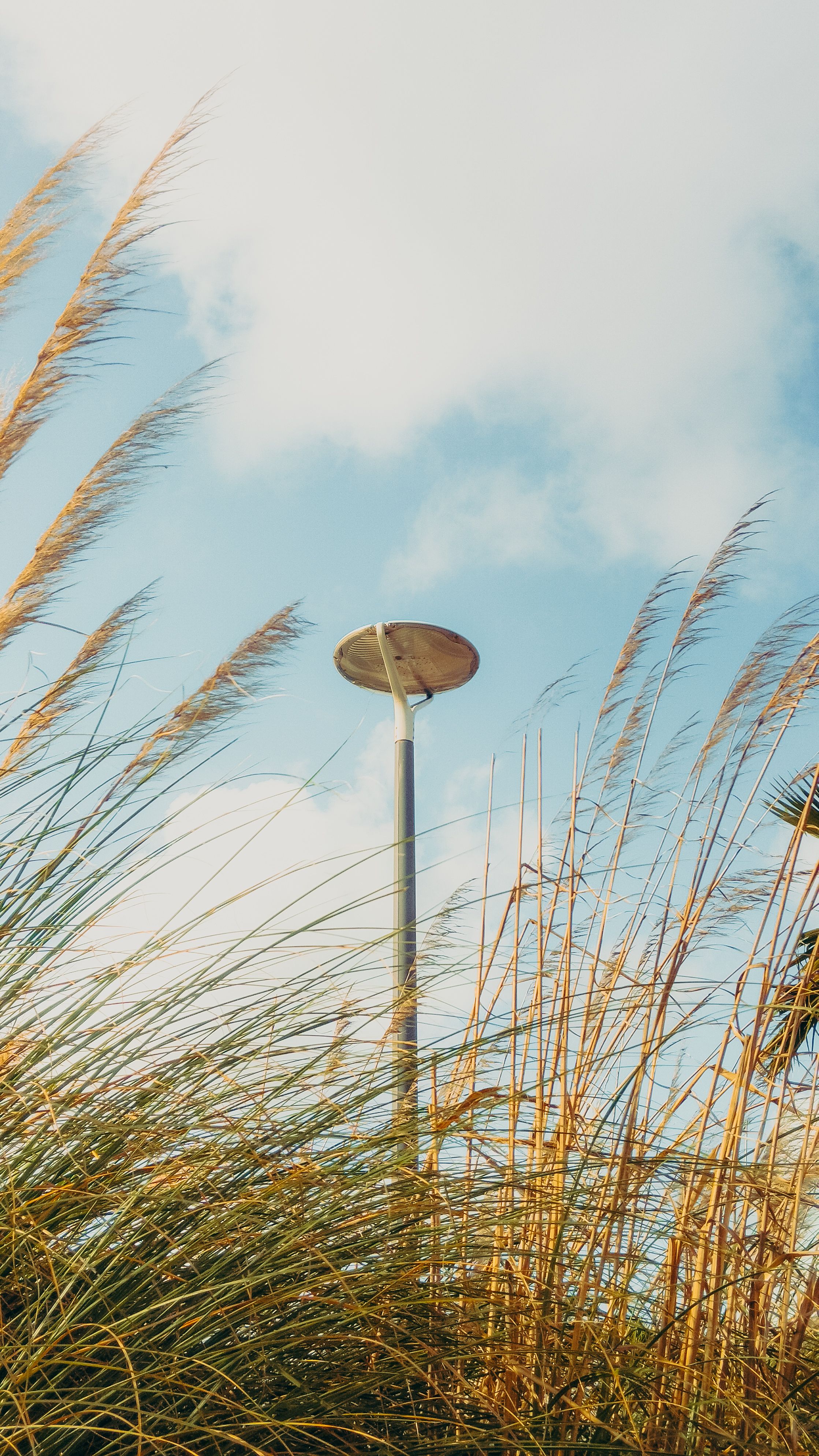 Streetlight Amidst Tall Grass and Blue Sky · Free Stock Photo