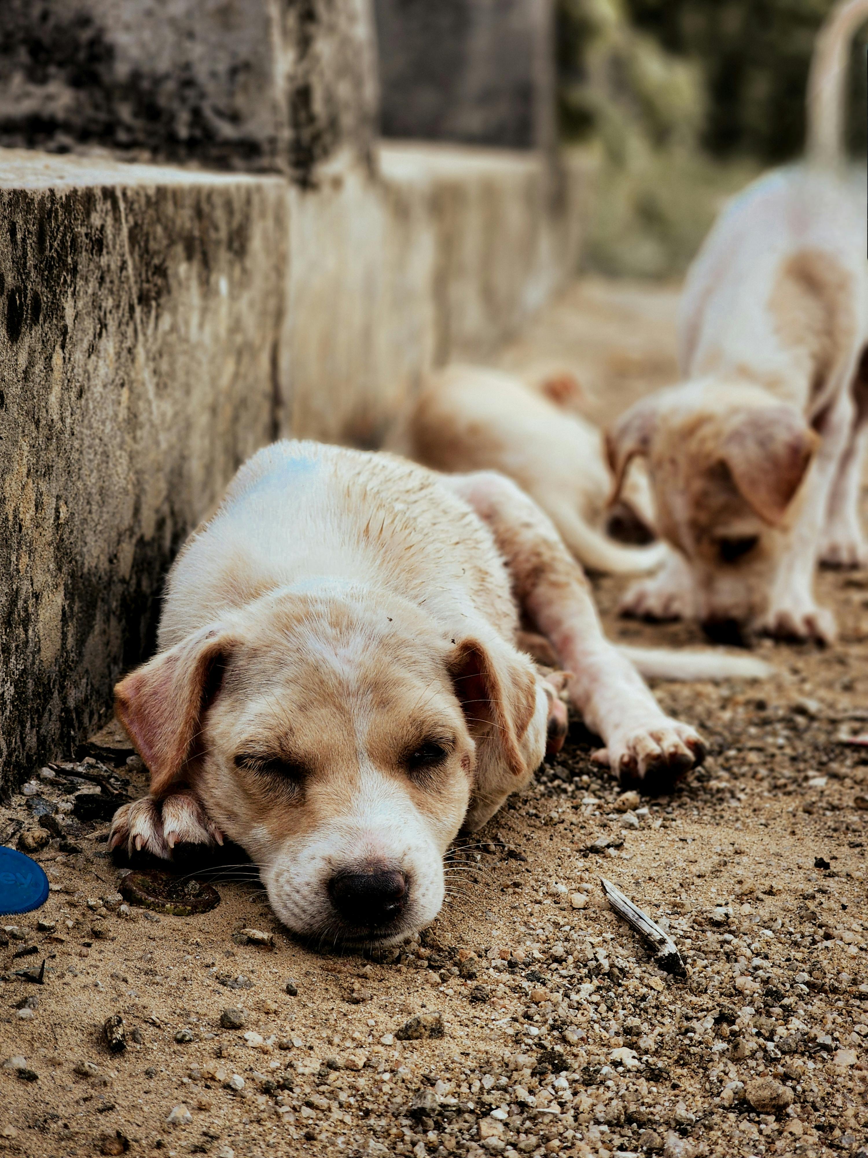 Sleepy Stray Puppies on Sandy Ground, Polonnaruwa · Free Stock Photo