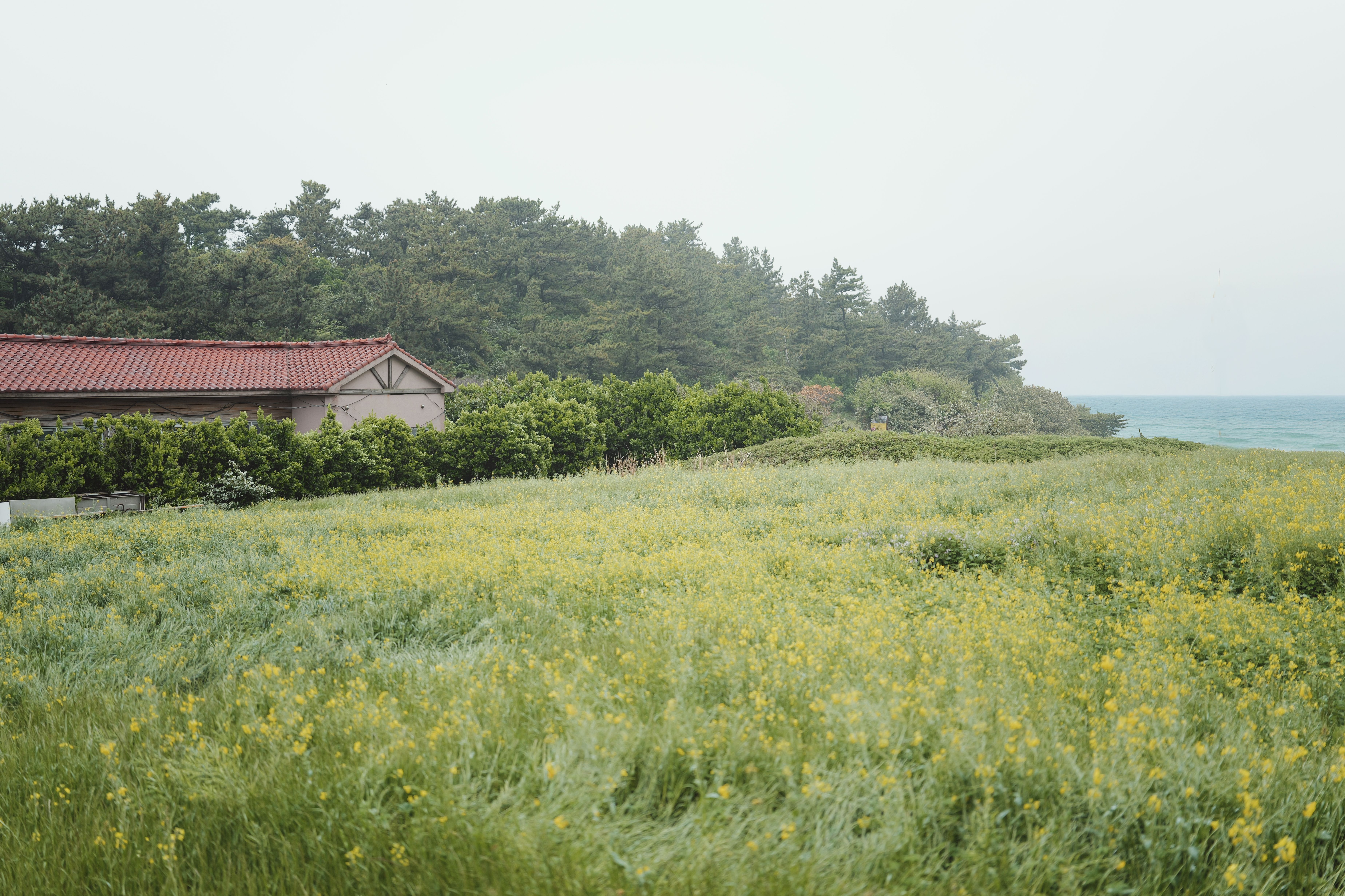 Tranquil Jeju Island Countryside with Ocean View · Free Stock Photo