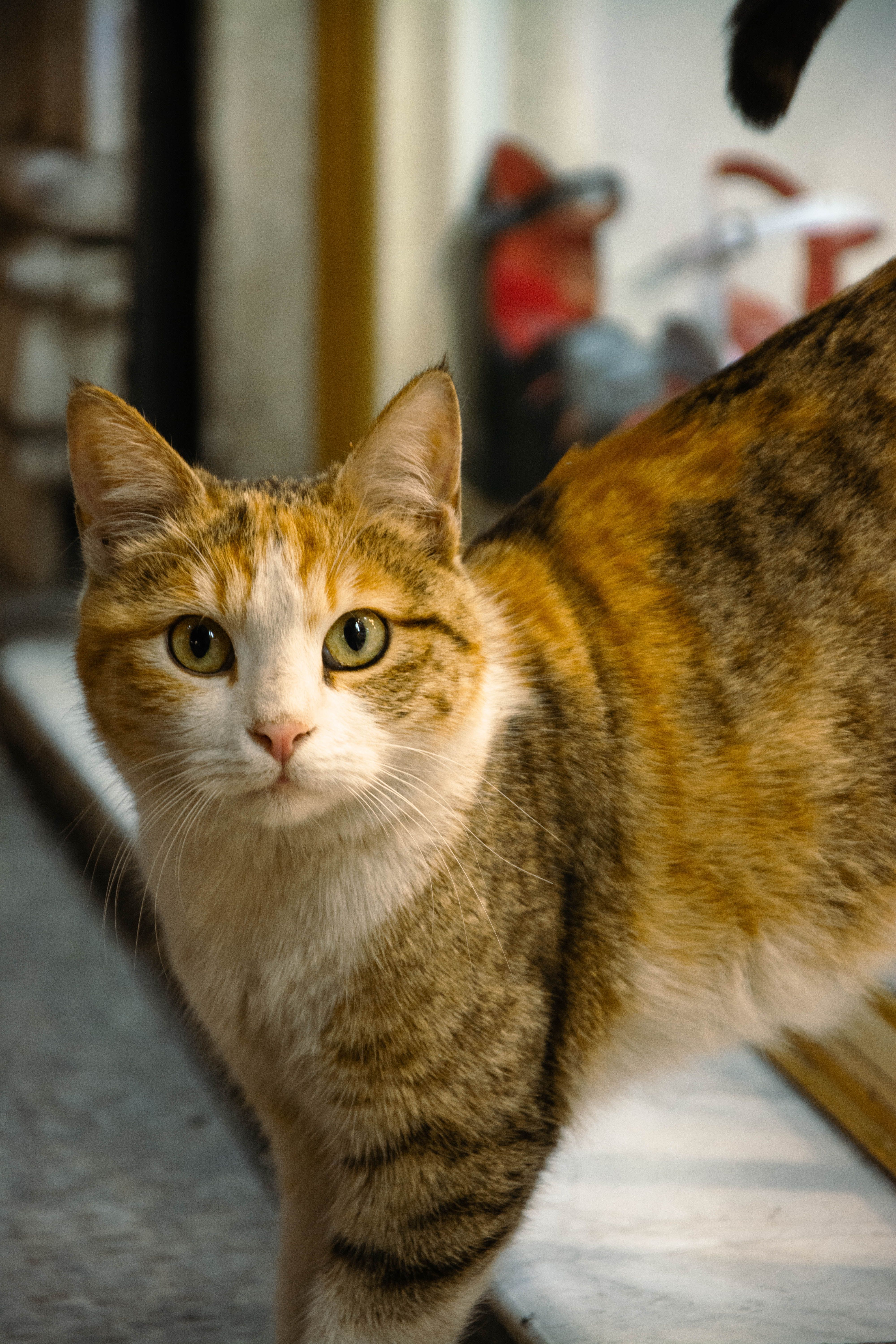 Goofy Cat Photos, Download The BEST Free Goofy Cat Stock Photos & HD Images