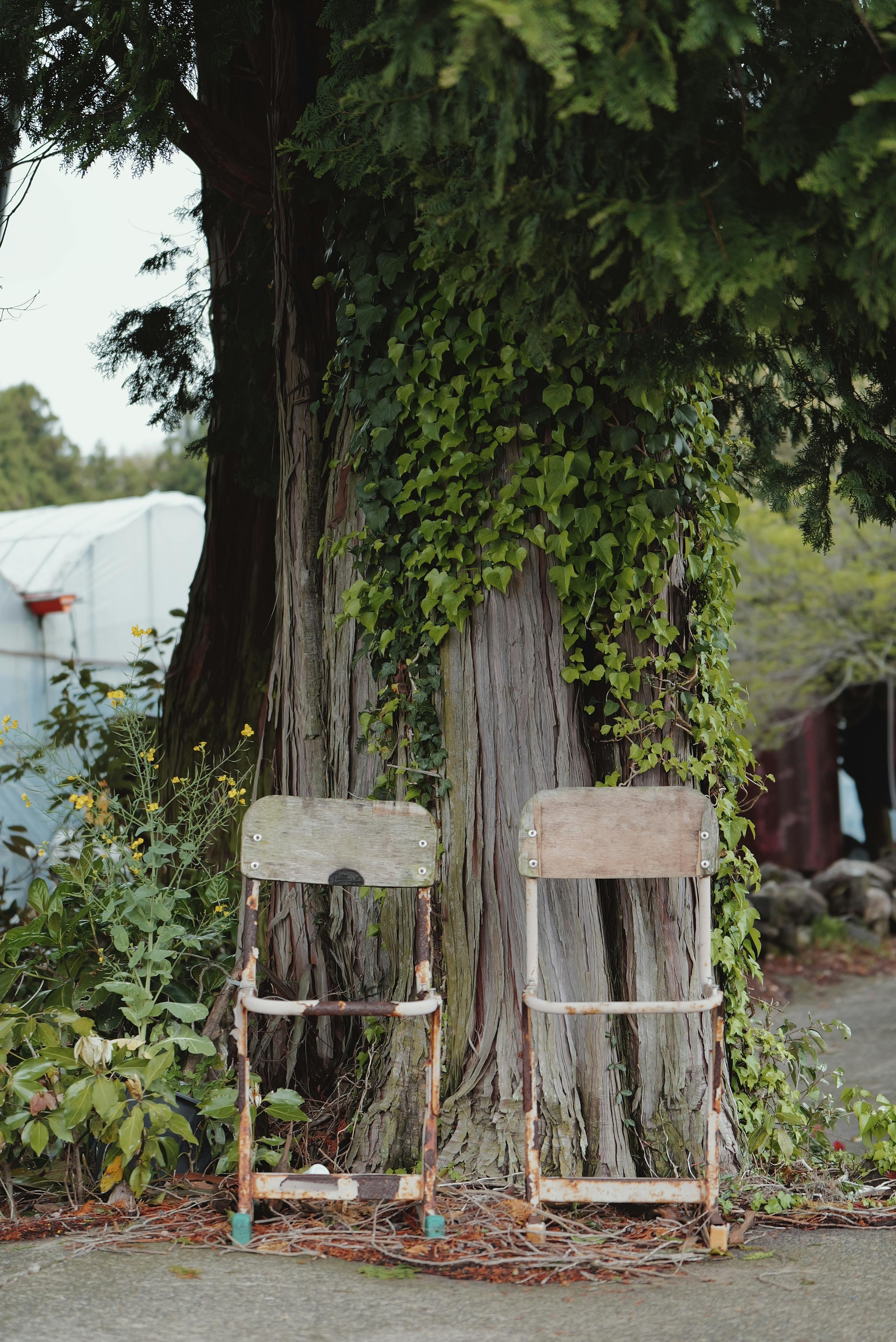 Roots Of A Tree Photos, Download The BEST Free Roots Of A Tree Stock ...