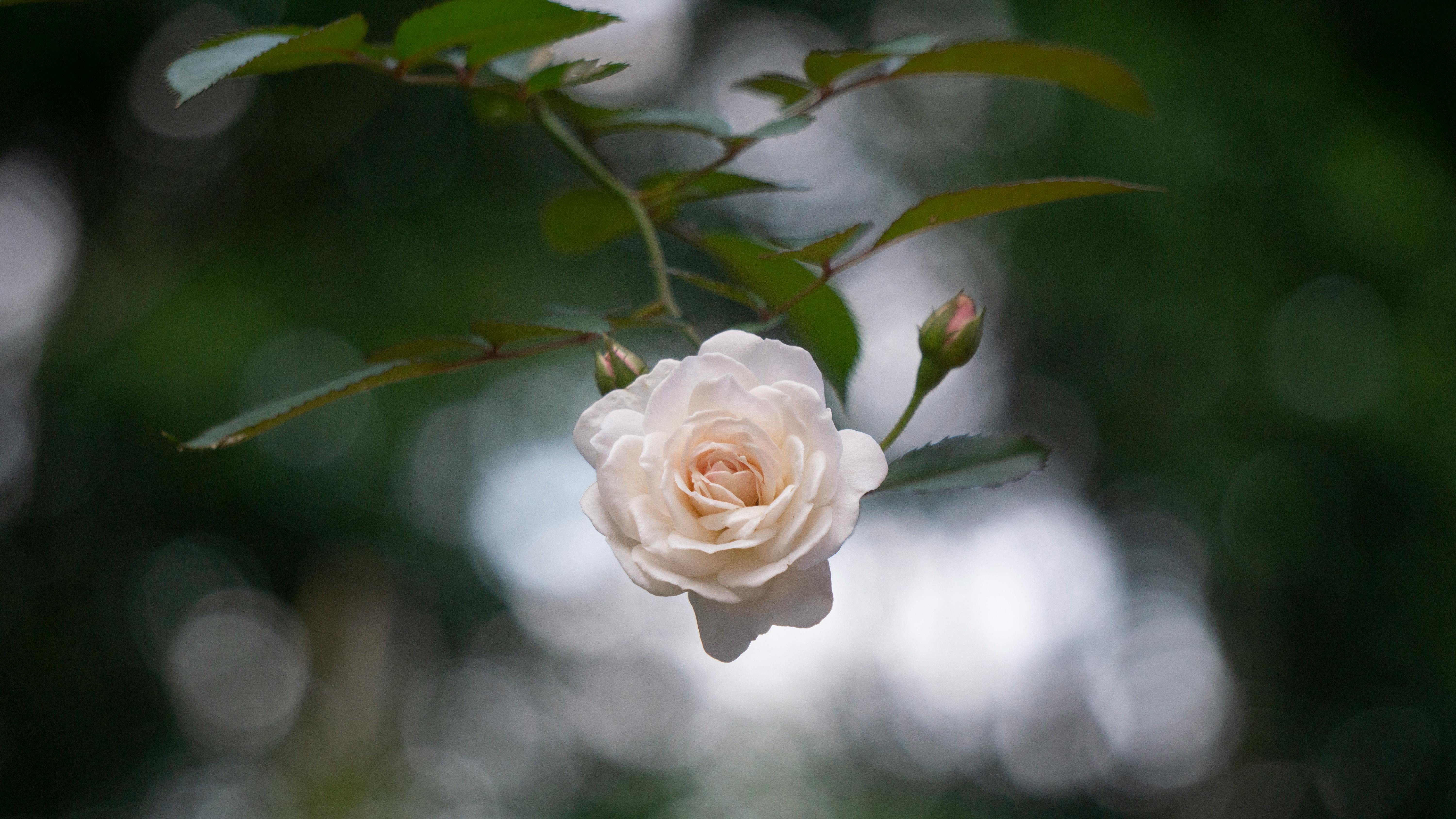 Delicate White Rose in Natural Light · Free Stock Photo