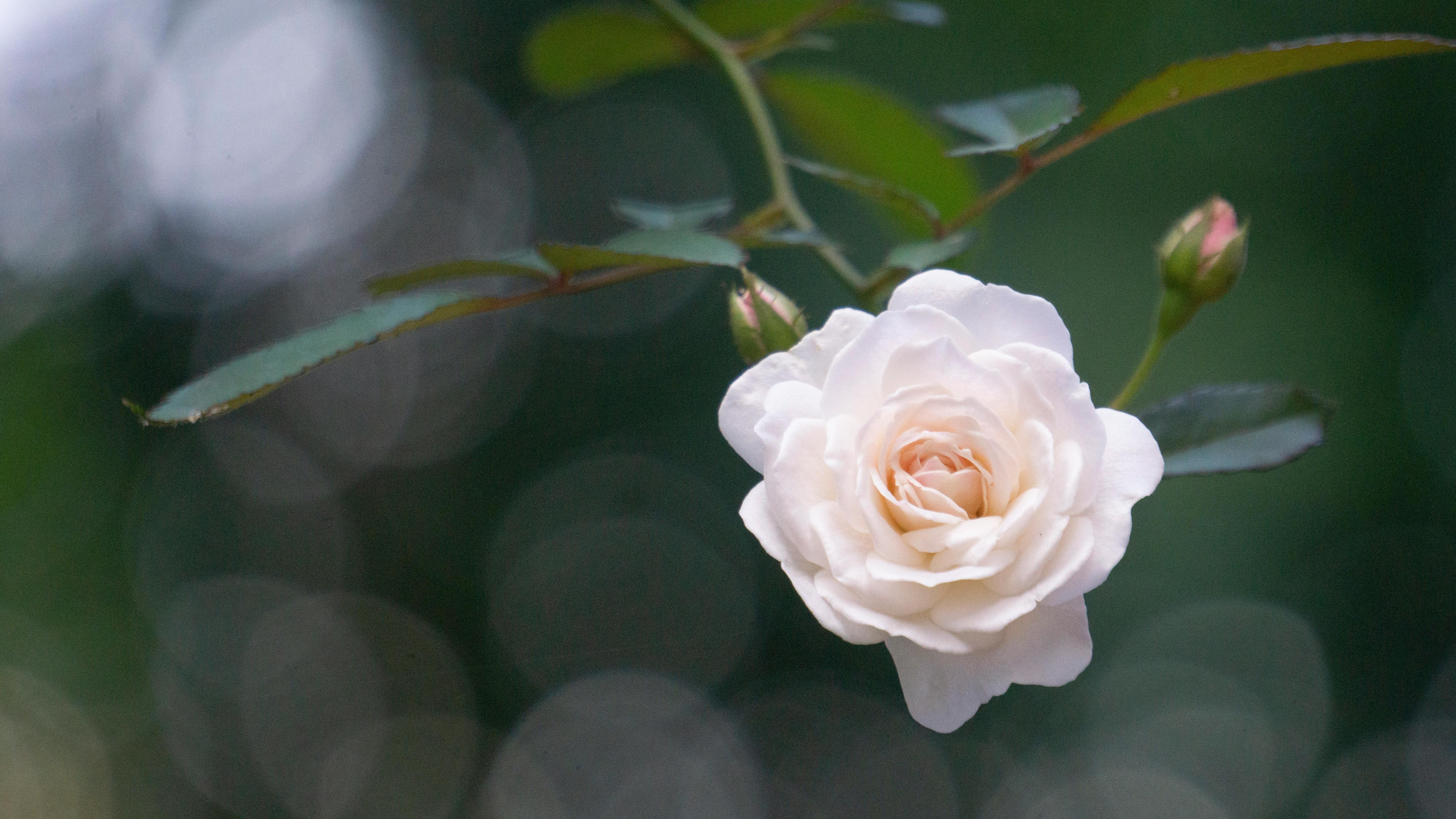 Close-up of a Delicate White Rose in Soft Focus · Free Stock Photo