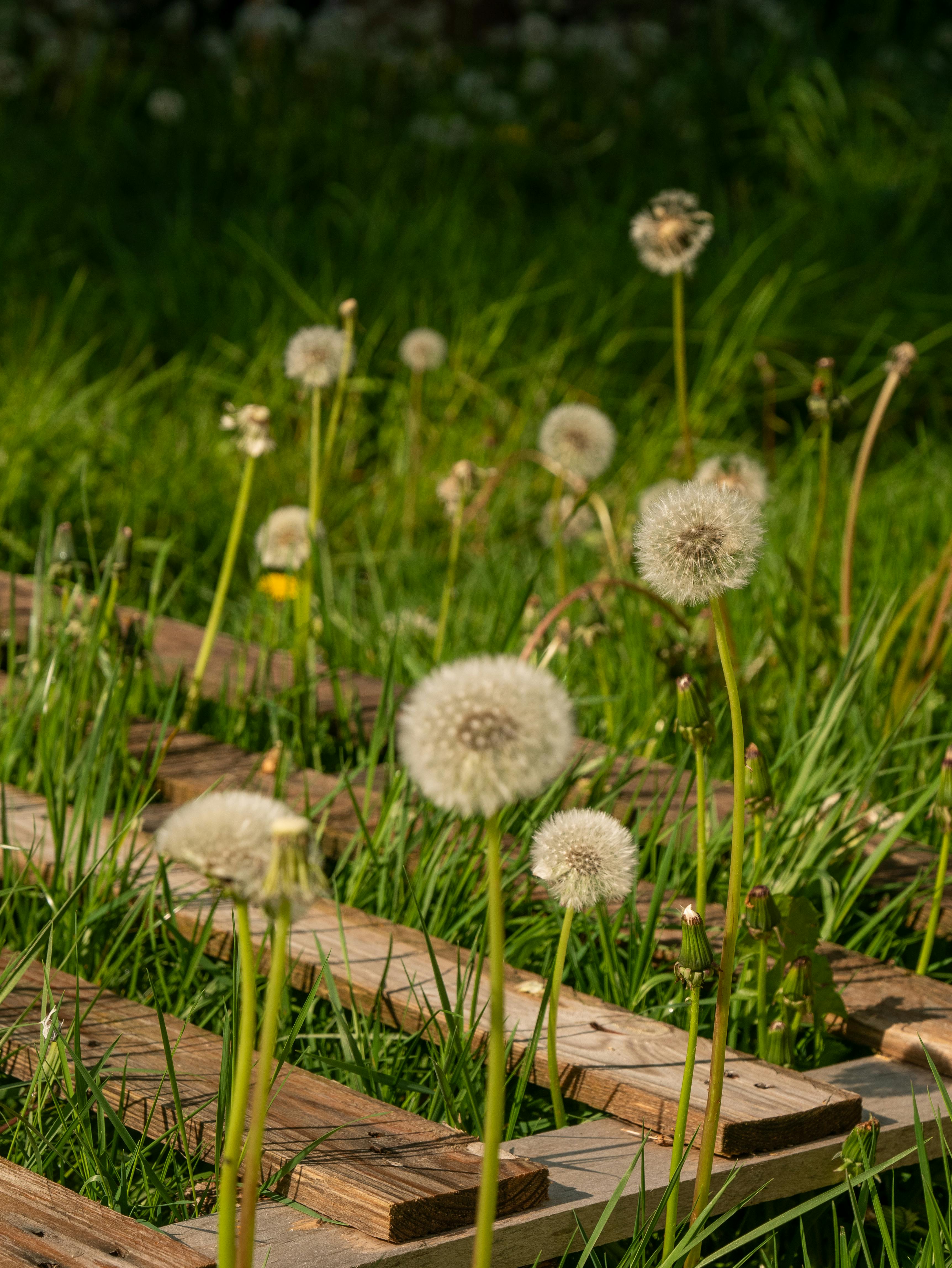 Dandelions Photos, Download The BEST Free Dandelions Stock Photos & HD ...