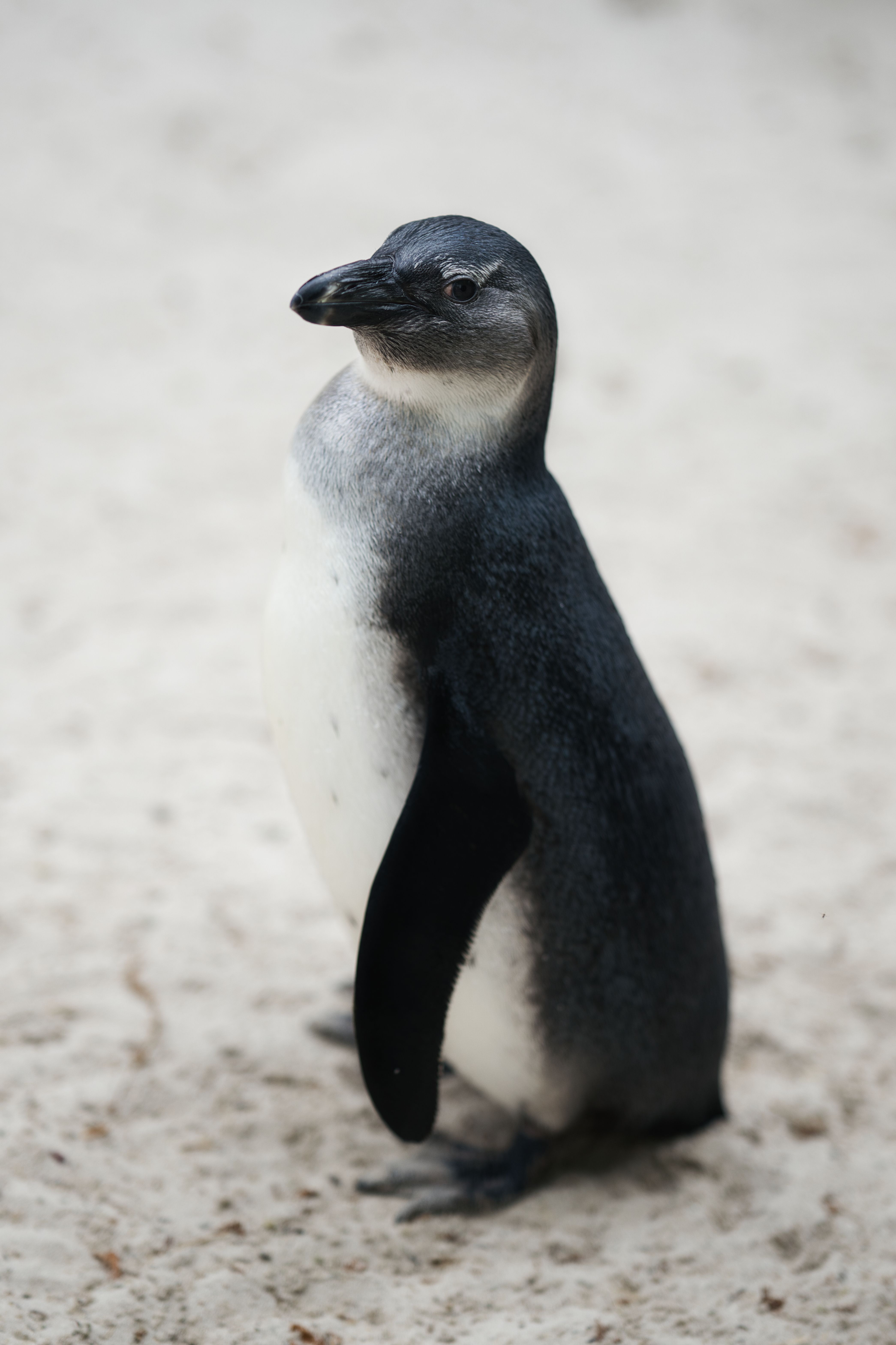 Penguin+Show Photos, Download The BEST Free Penguin+Show Stock Photos ...