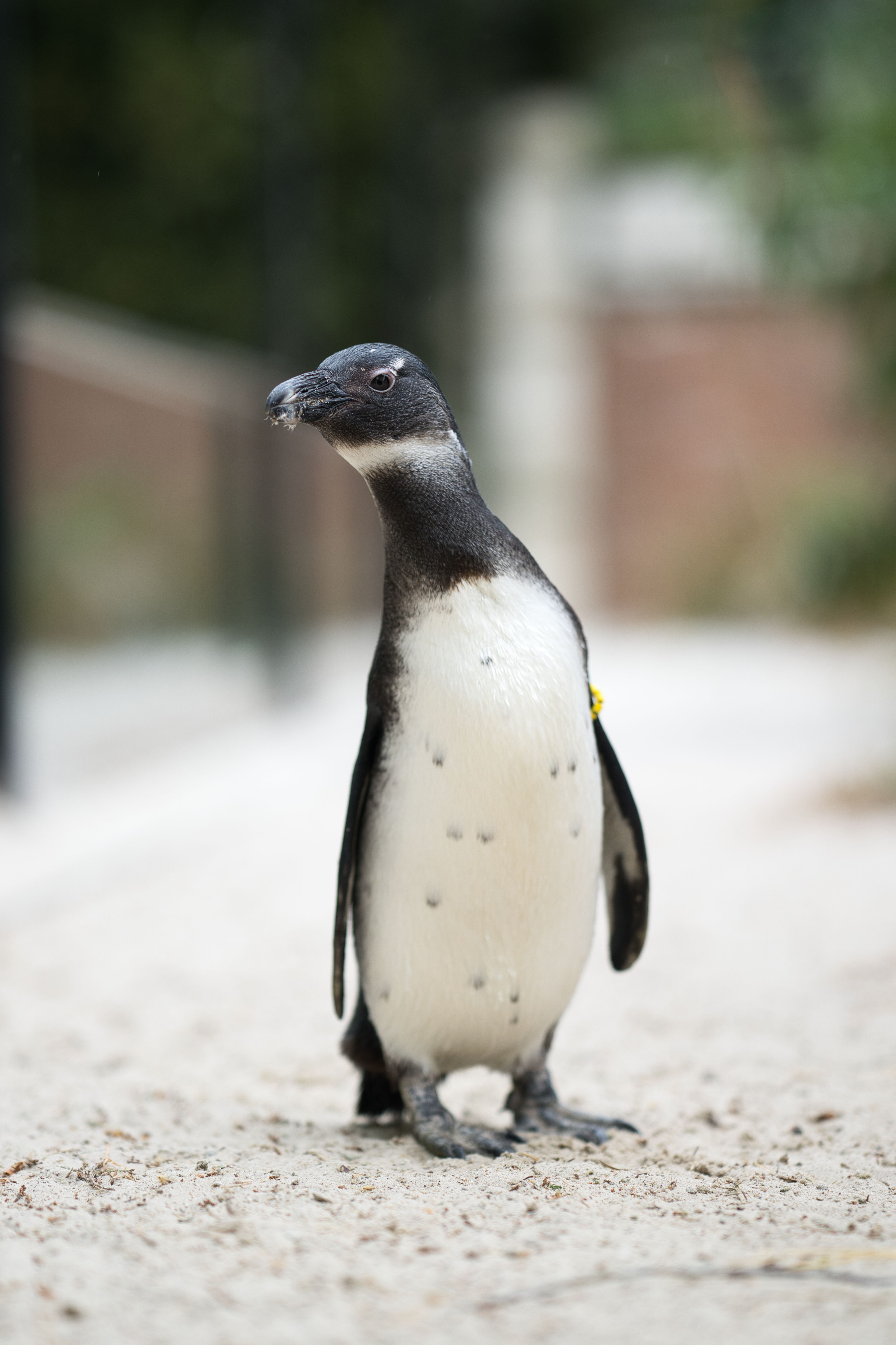 Humboldt Penguins at Callao Zoo, Peru · Free Stock Photo